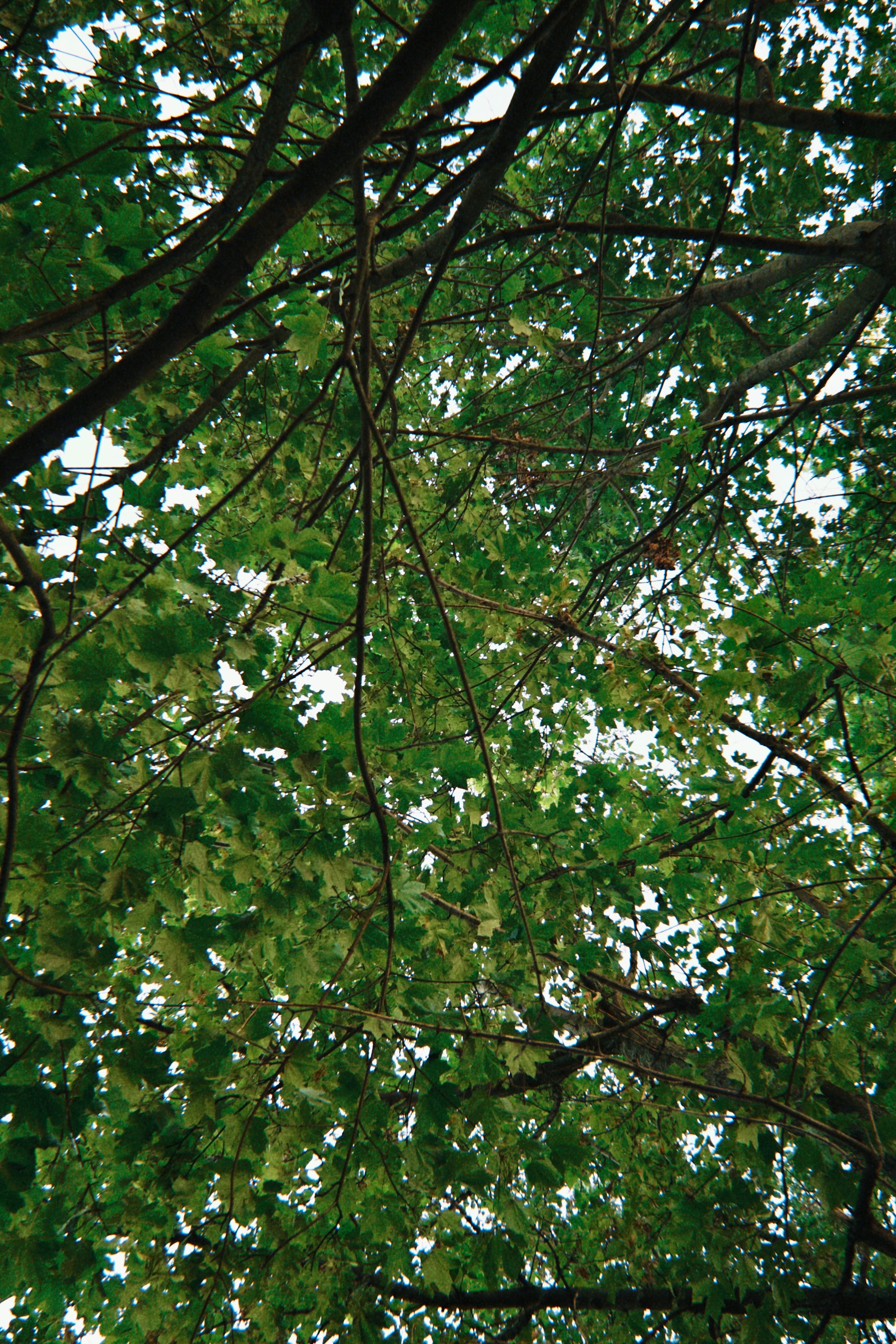 Lush Green Tree Canopy in Warsaw Park · Free Stock Photo