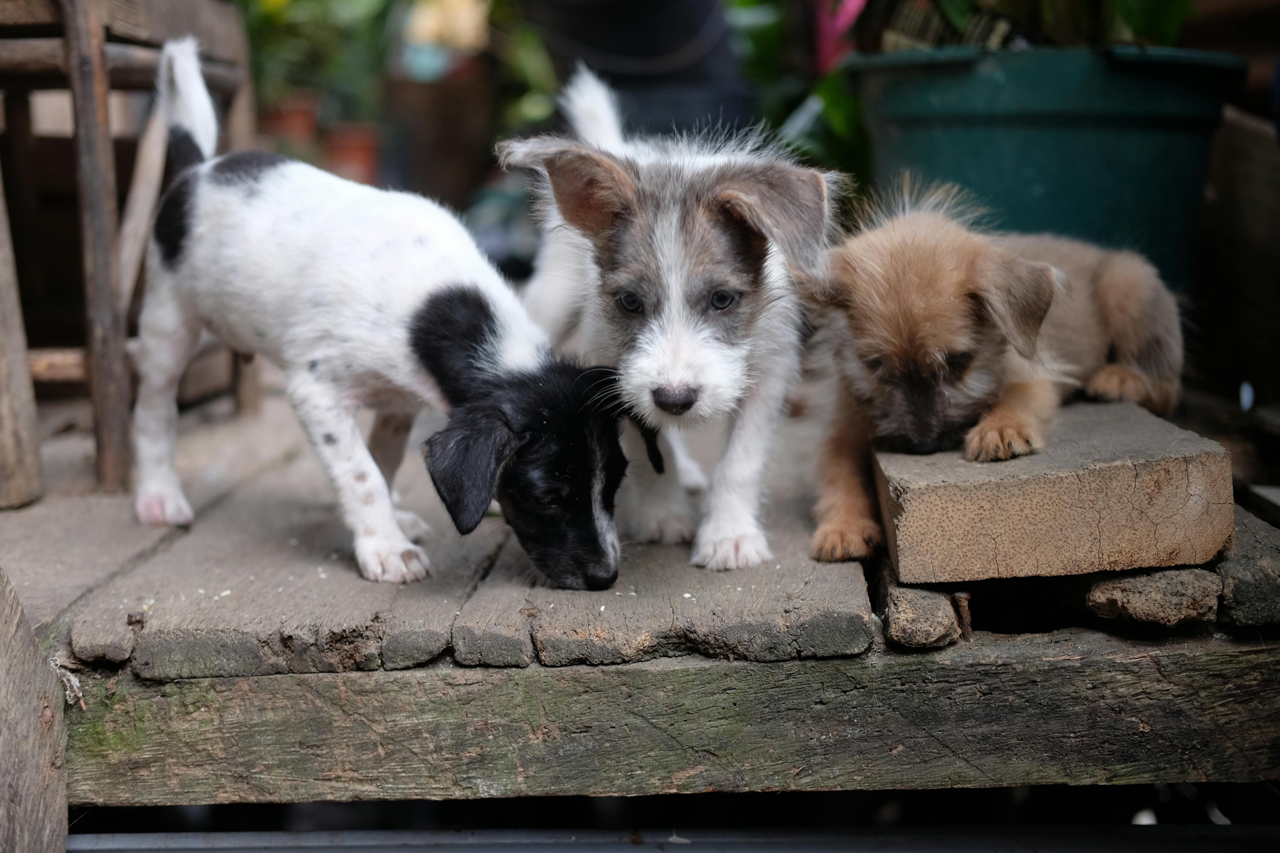 Adorable Puppies Exploring Outdoors Wooden Platform · Free Stock Photo
