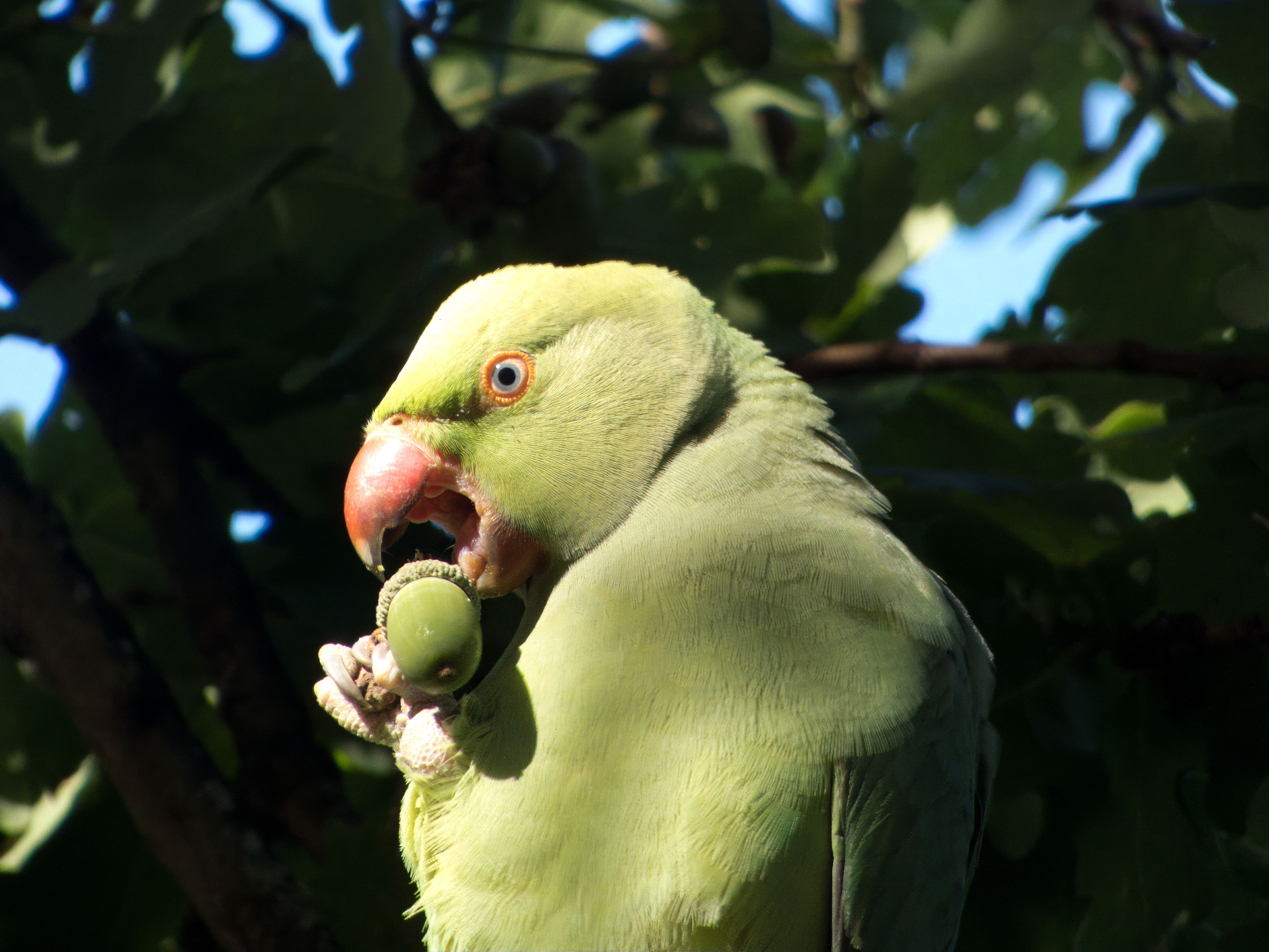 Rose-ringed Parakeet · Free Stock Photo