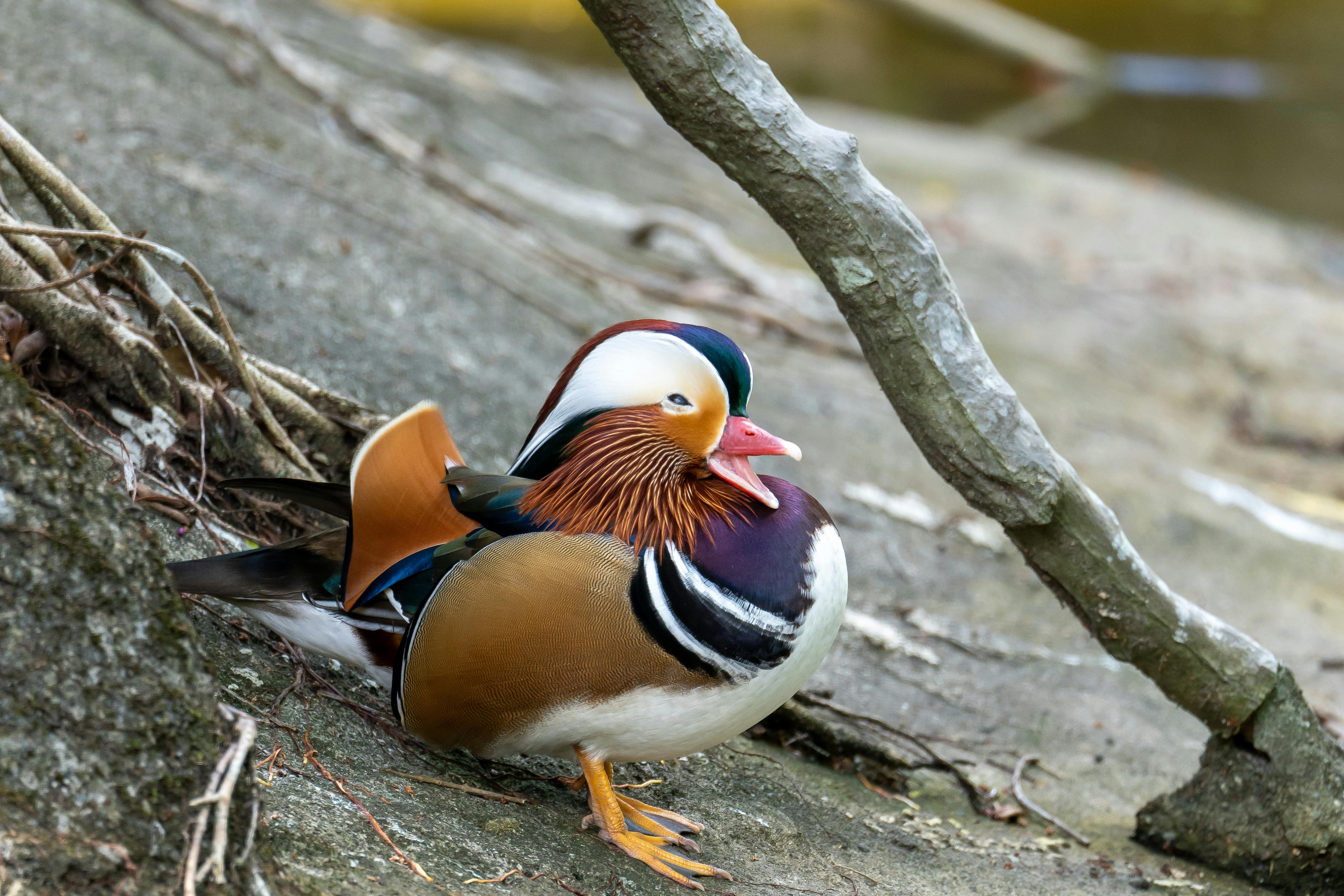 Black Aix Photos, Download The BEST Free Black Aix Stock Photos & HD Images