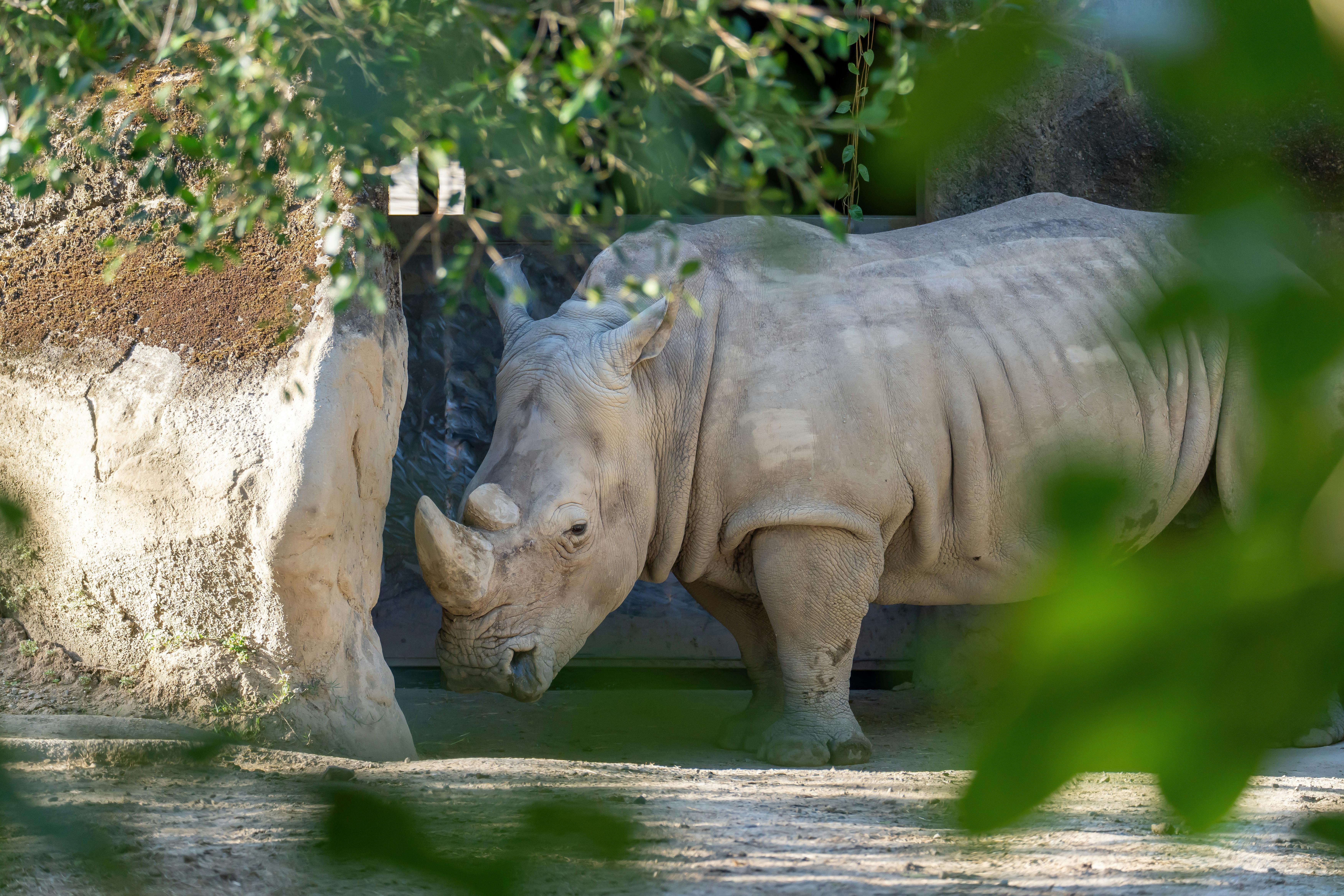 Majestic Rhino in Natural Habitat Under Sunlight · Free Stock Photo