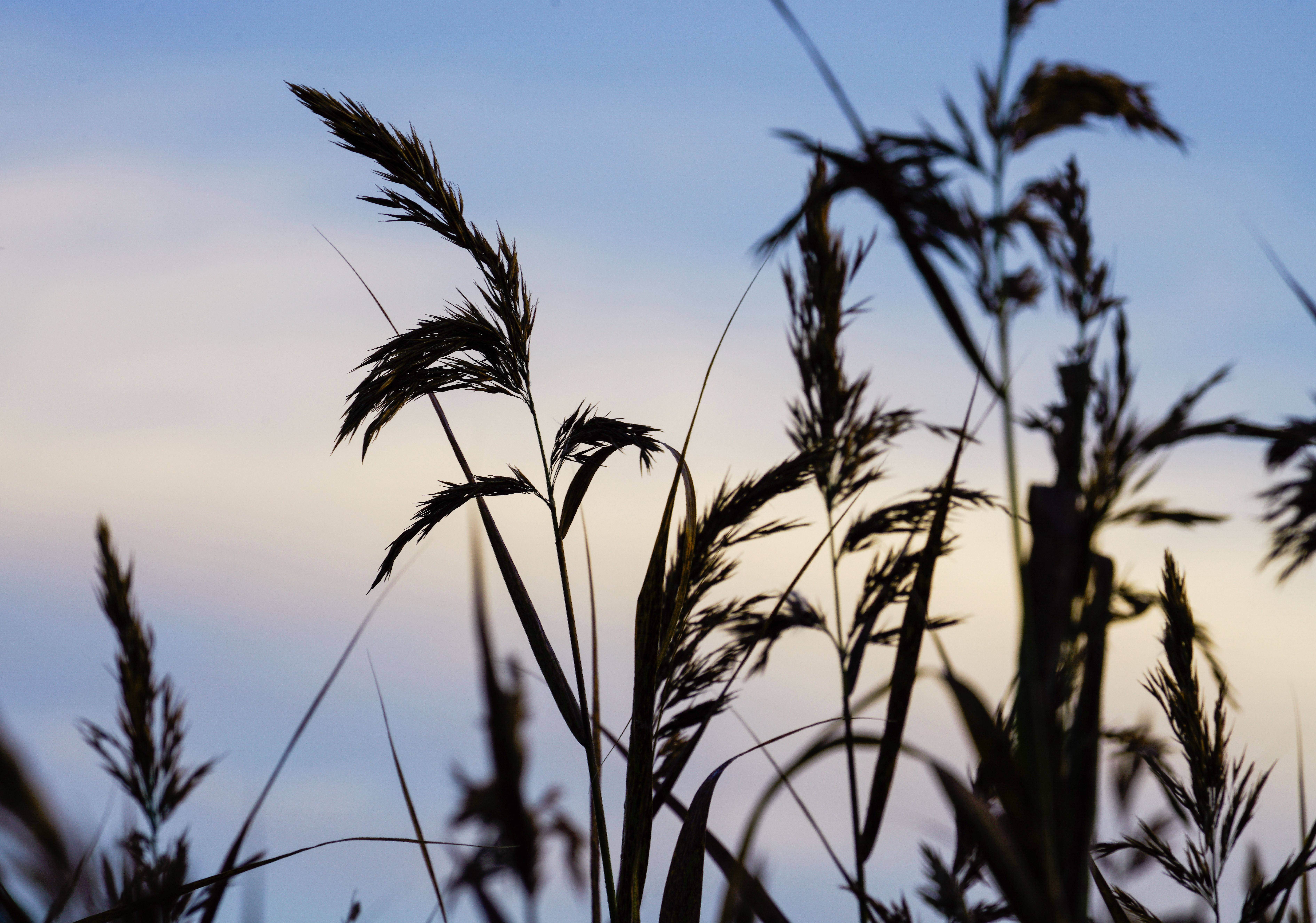 Silhouette of Grass Against Twilight Sky · Free Stock Photo