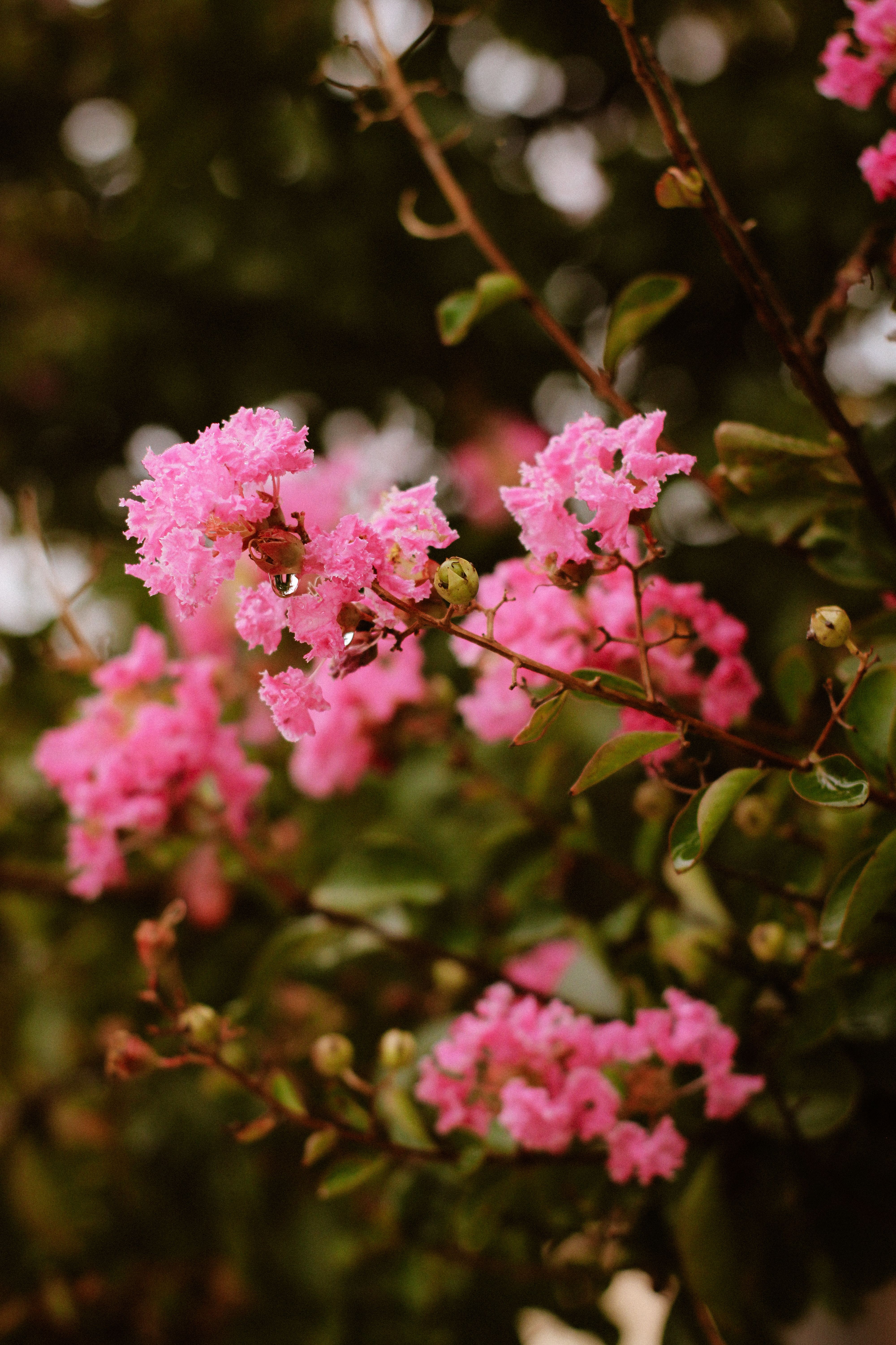 Vibrant Pink Crape Myrtle Blossoms in Bloom · Free Stock Photo