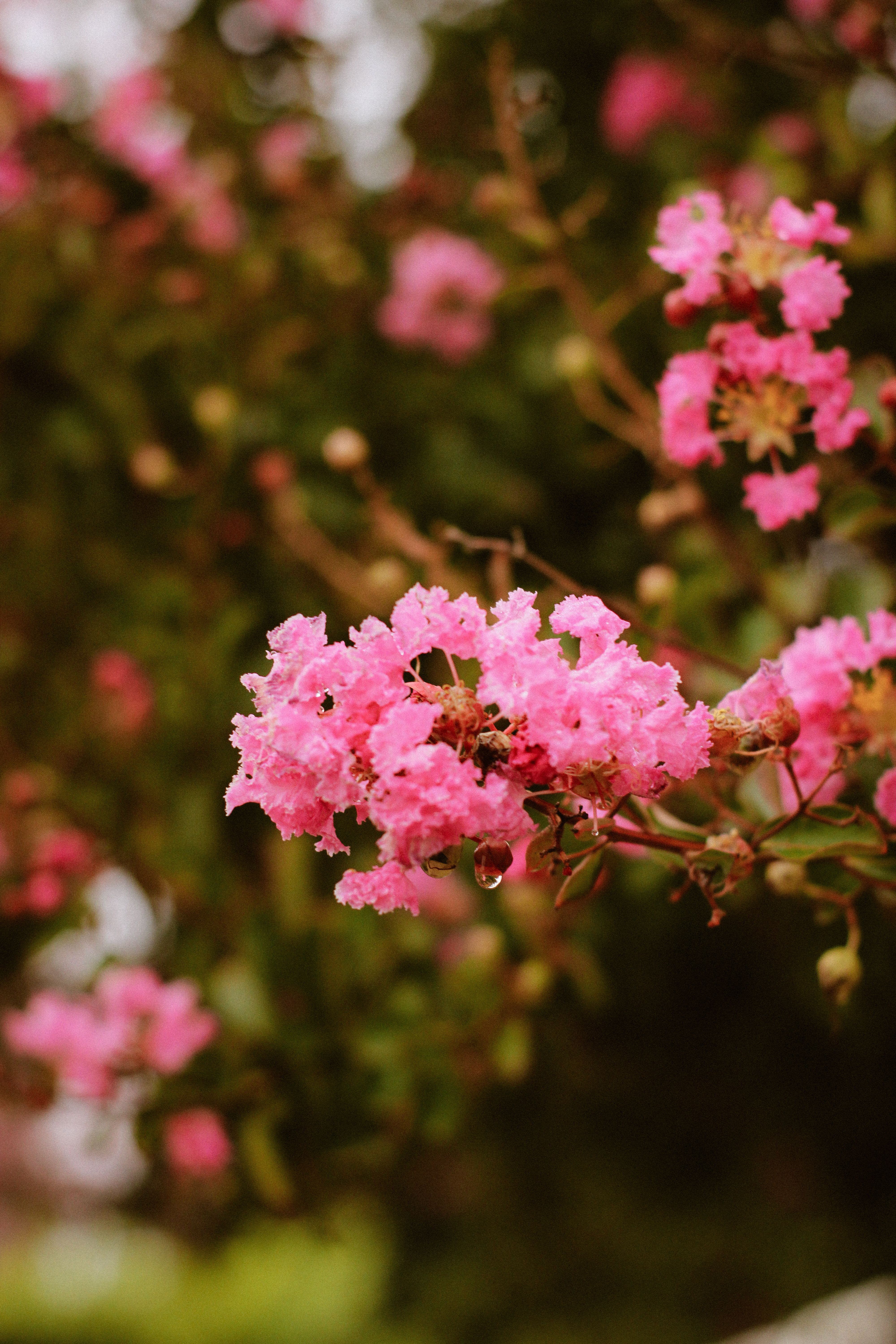 Vibrant Pink Crepe Myrtle Blossoms in Bloom · Free Stock Photo