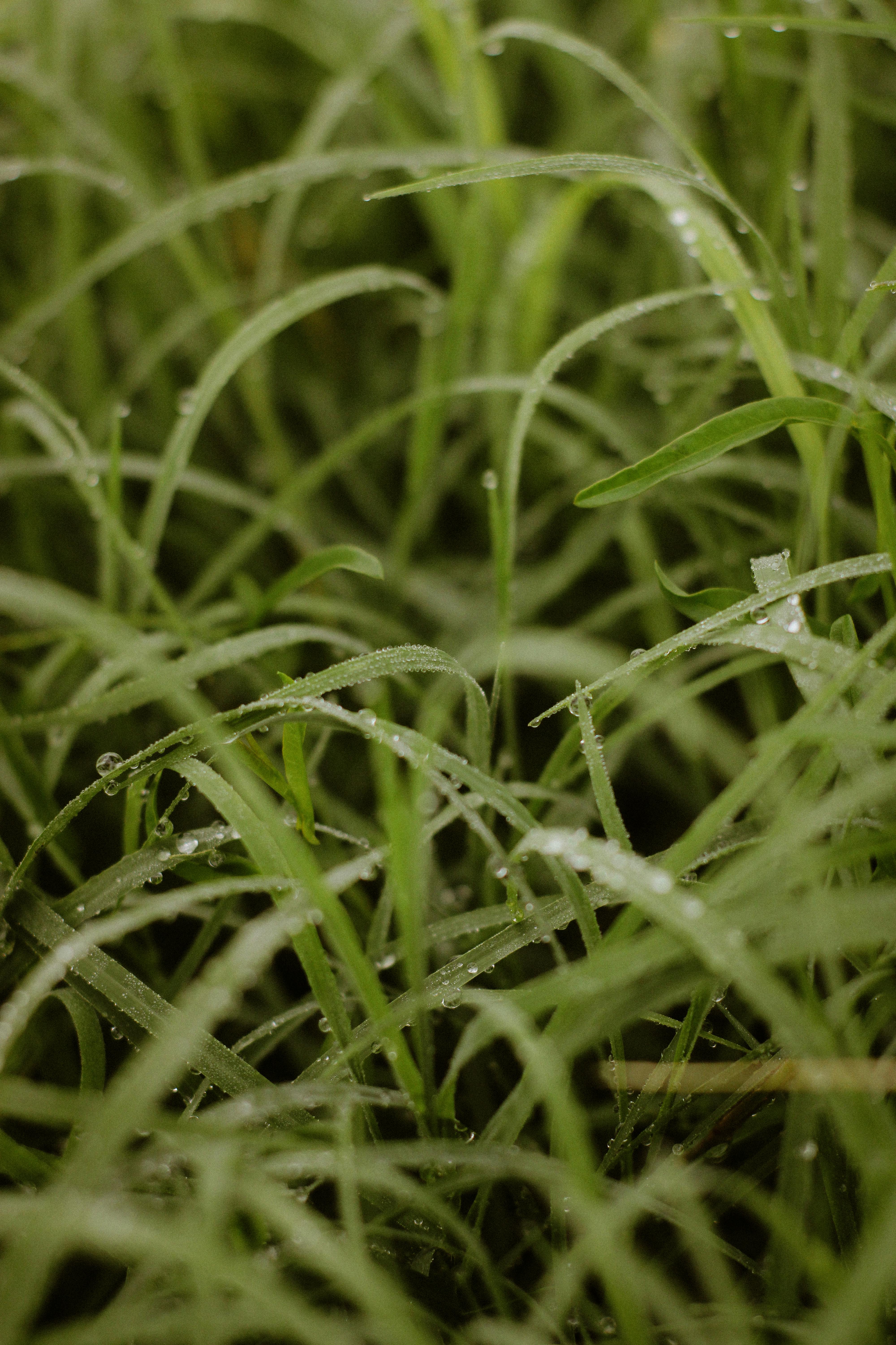 Macro Shot of Green Grass · Free Stock Photo