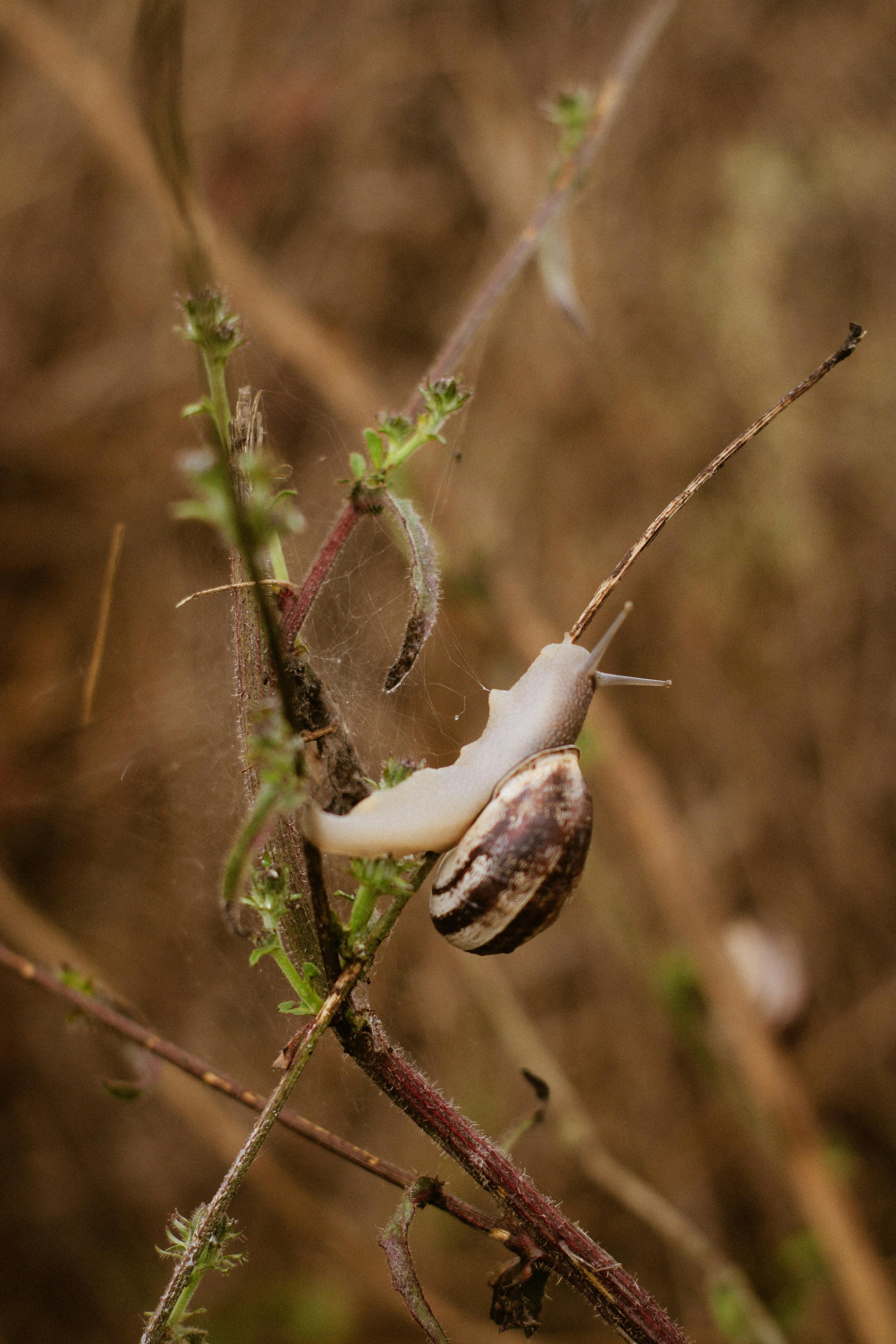 Close-up of Snail Climbing on Twigs in Nature · Free Stock Photo