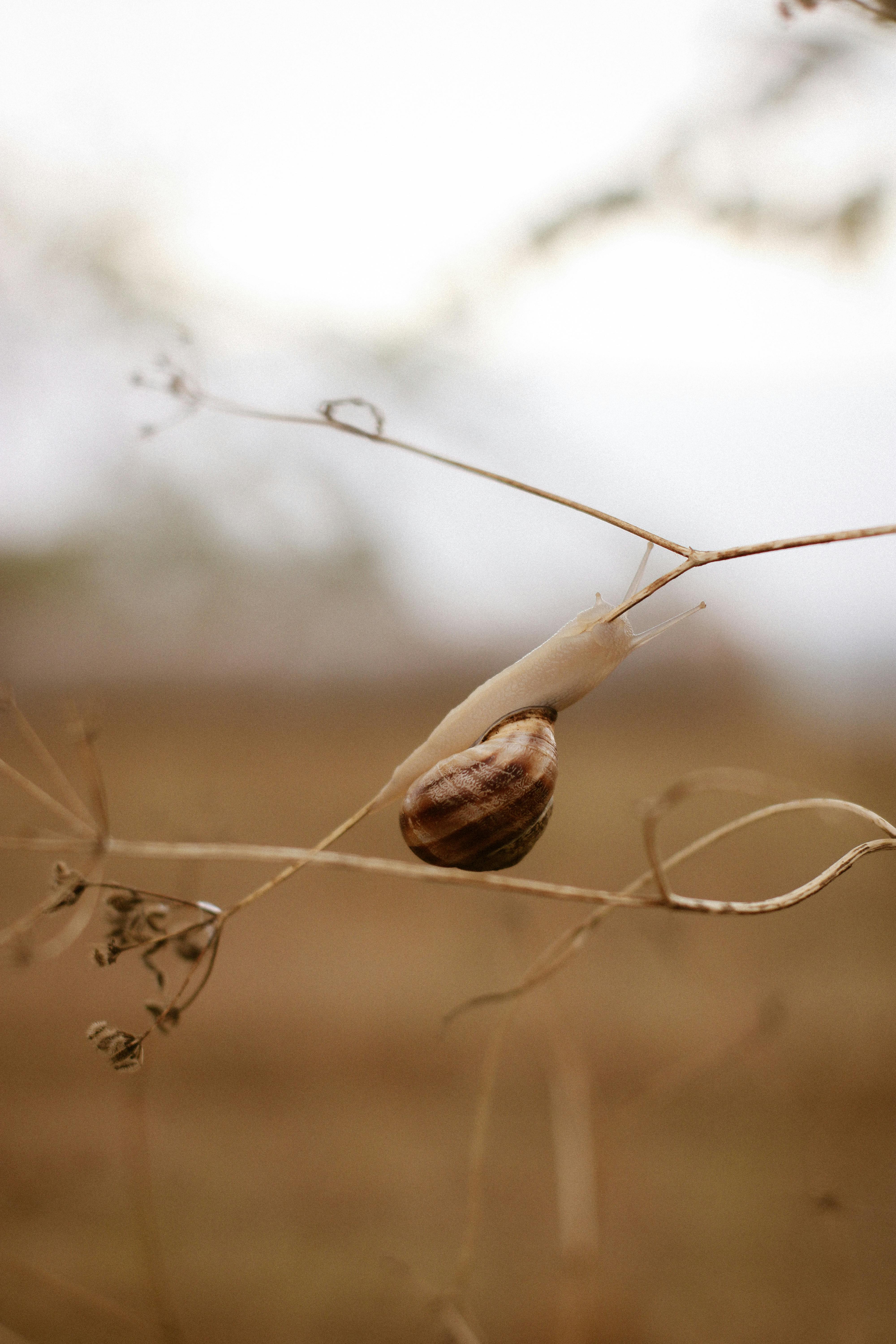Snail on Dry Branch in Natural Setting · Free Stock Photo