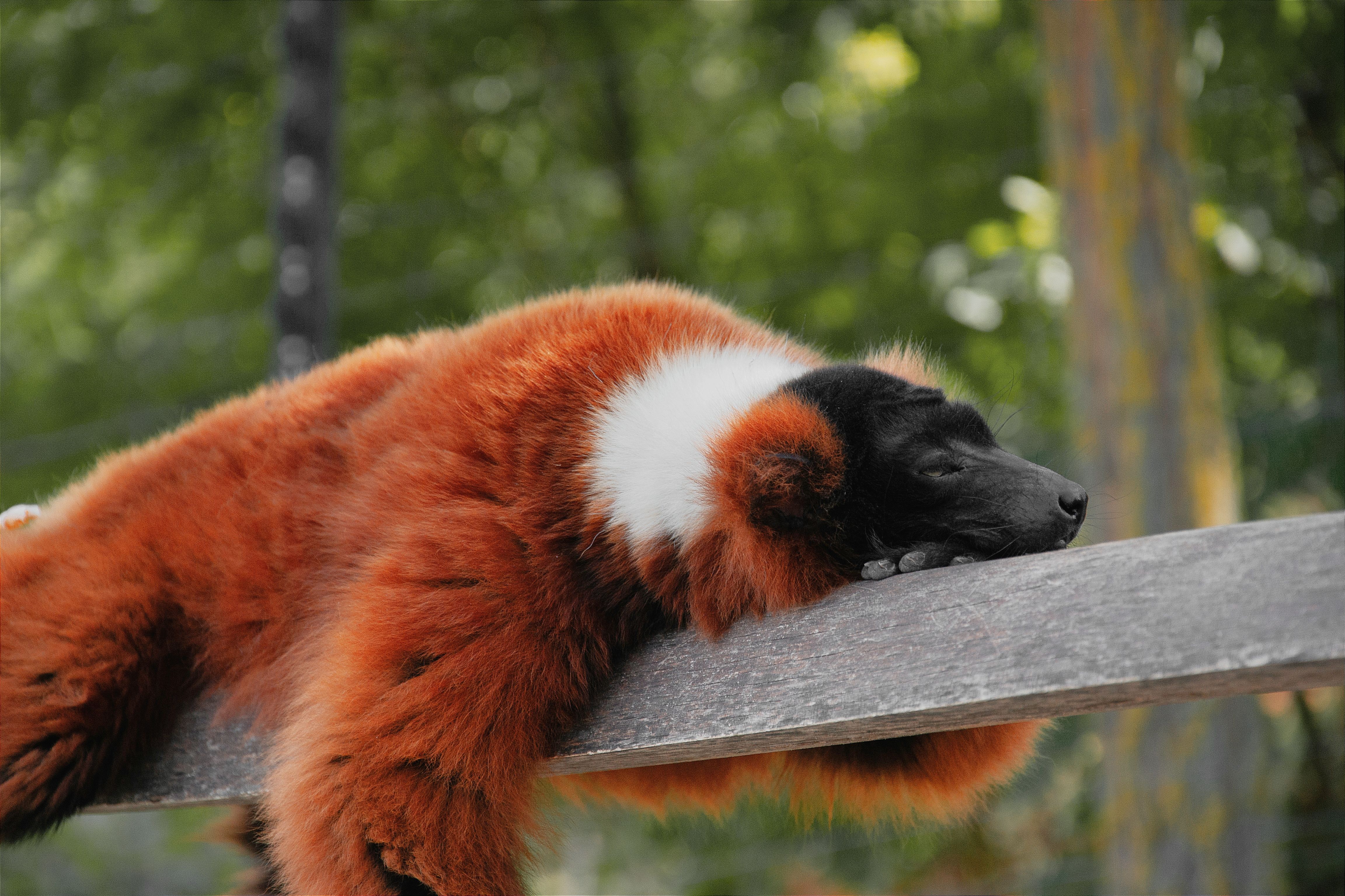 Red Ruffed Lemur Resting on Branch in Hungary · Free Stock Photo