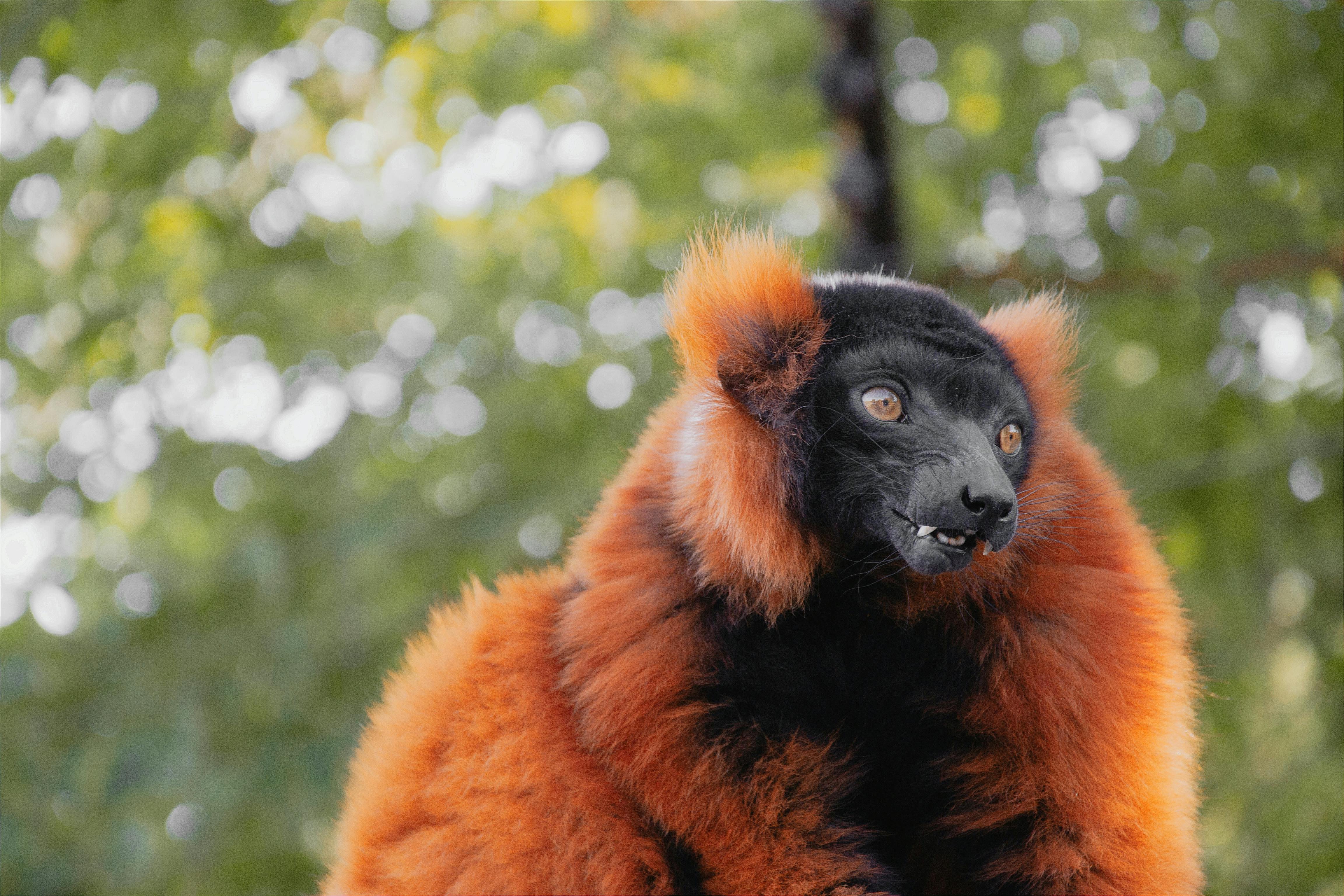 Primate Facial Expression Photos, Download The BEST Free Primate Facial ...