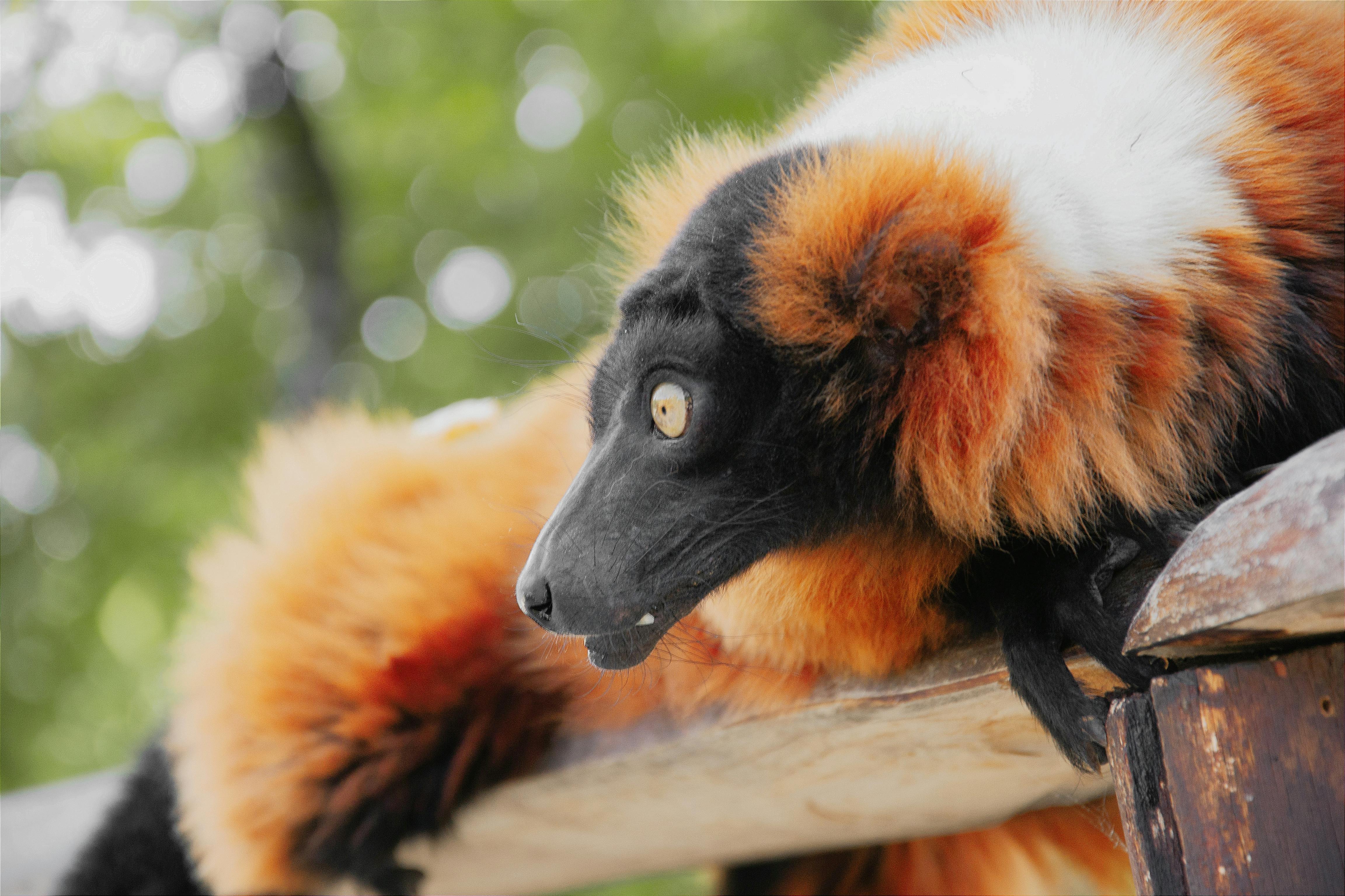 Red Ruffed Lemur Resting in Hungarian Zoo · Free Stock Photo