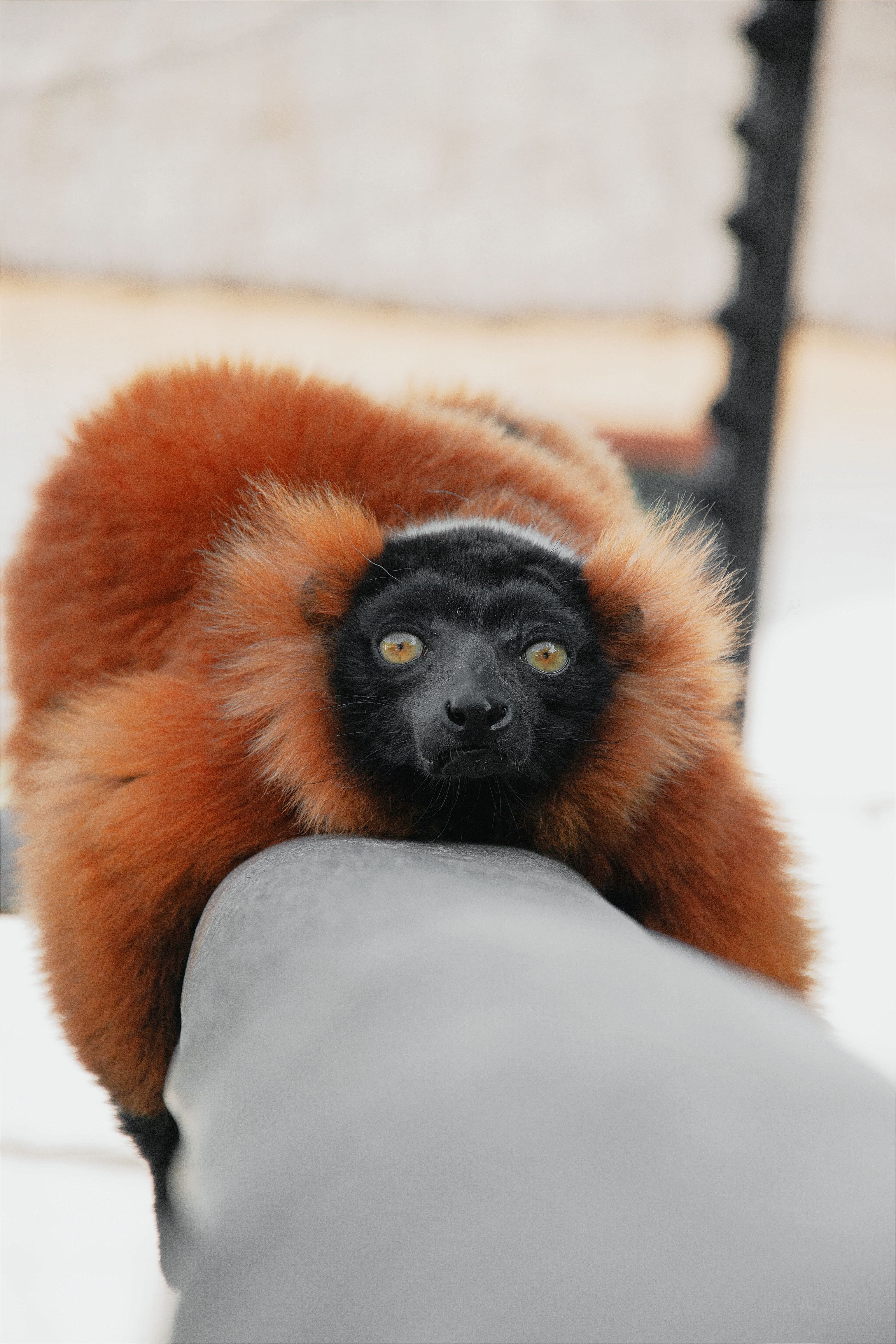 Red Ruffed Lemur on Rail in Hungary · Free Stock Photo