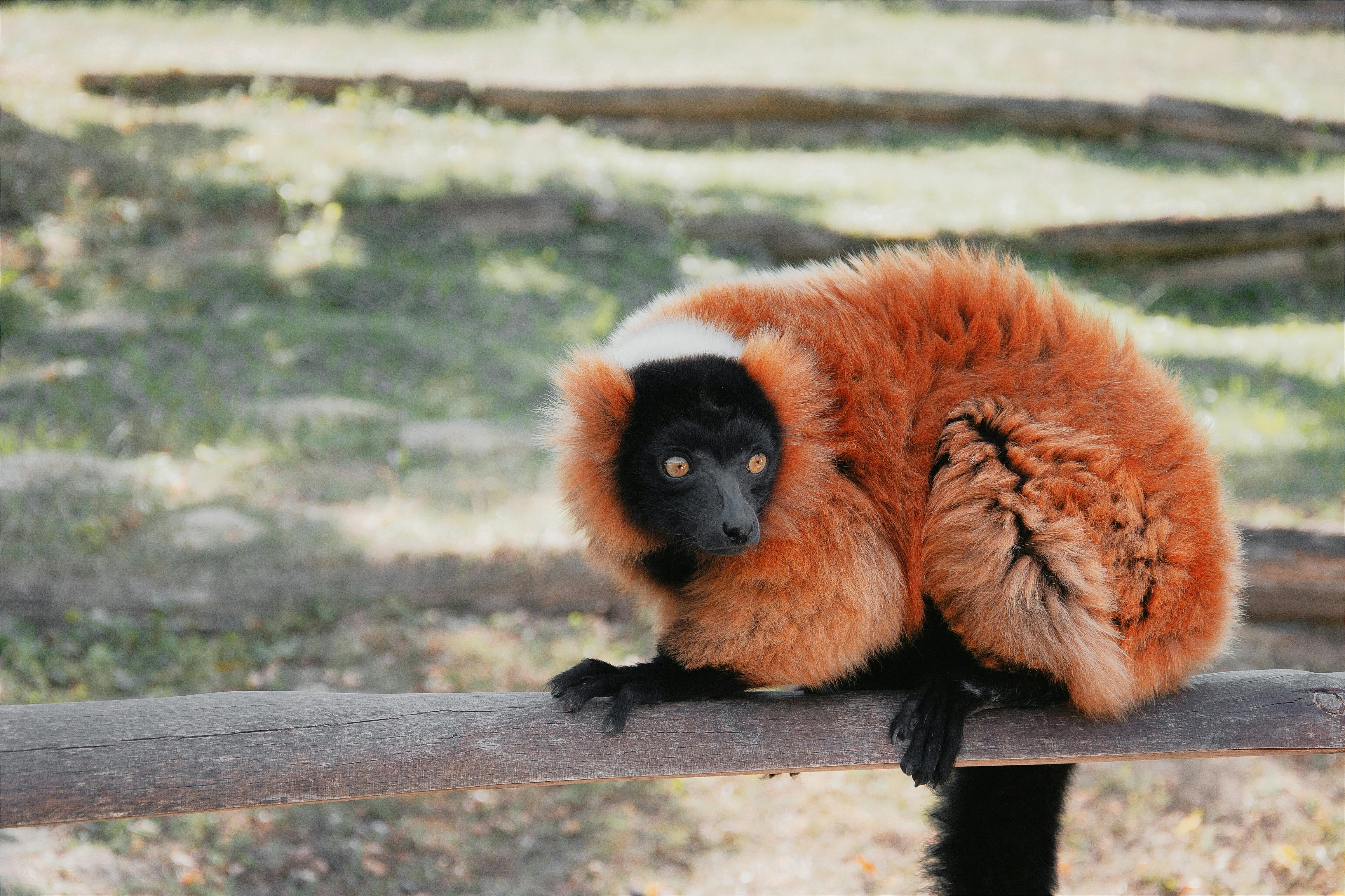 Red Ruffed Lemur Resting on Wooden Rail Outdoors · Free Stock Photo