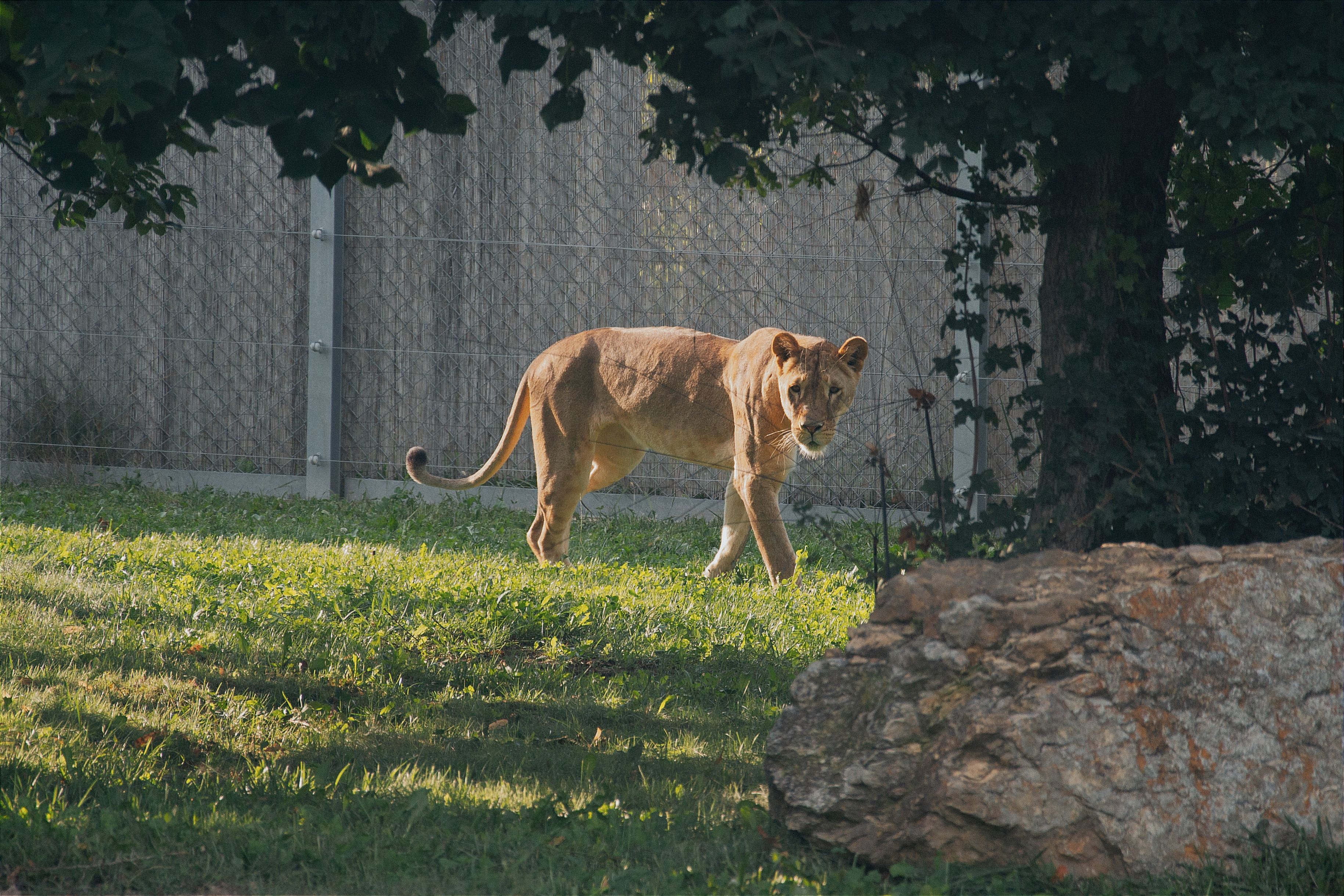 Majestic Lioness in Outdoor Zoo Habitat · Free Stock Photo