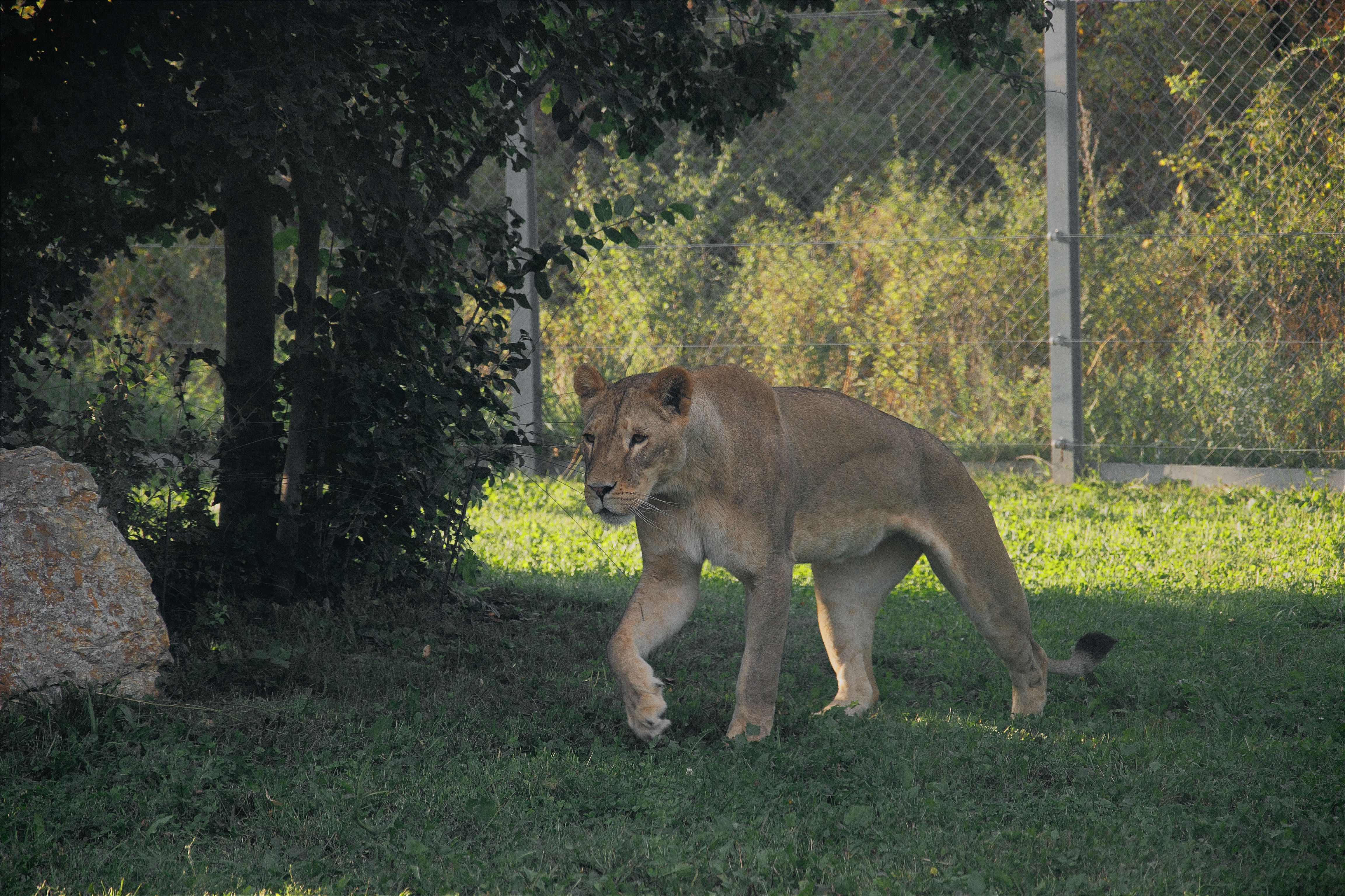 Lioness in Natural Habitat at Hungarian Zoo · Free Stock Photo