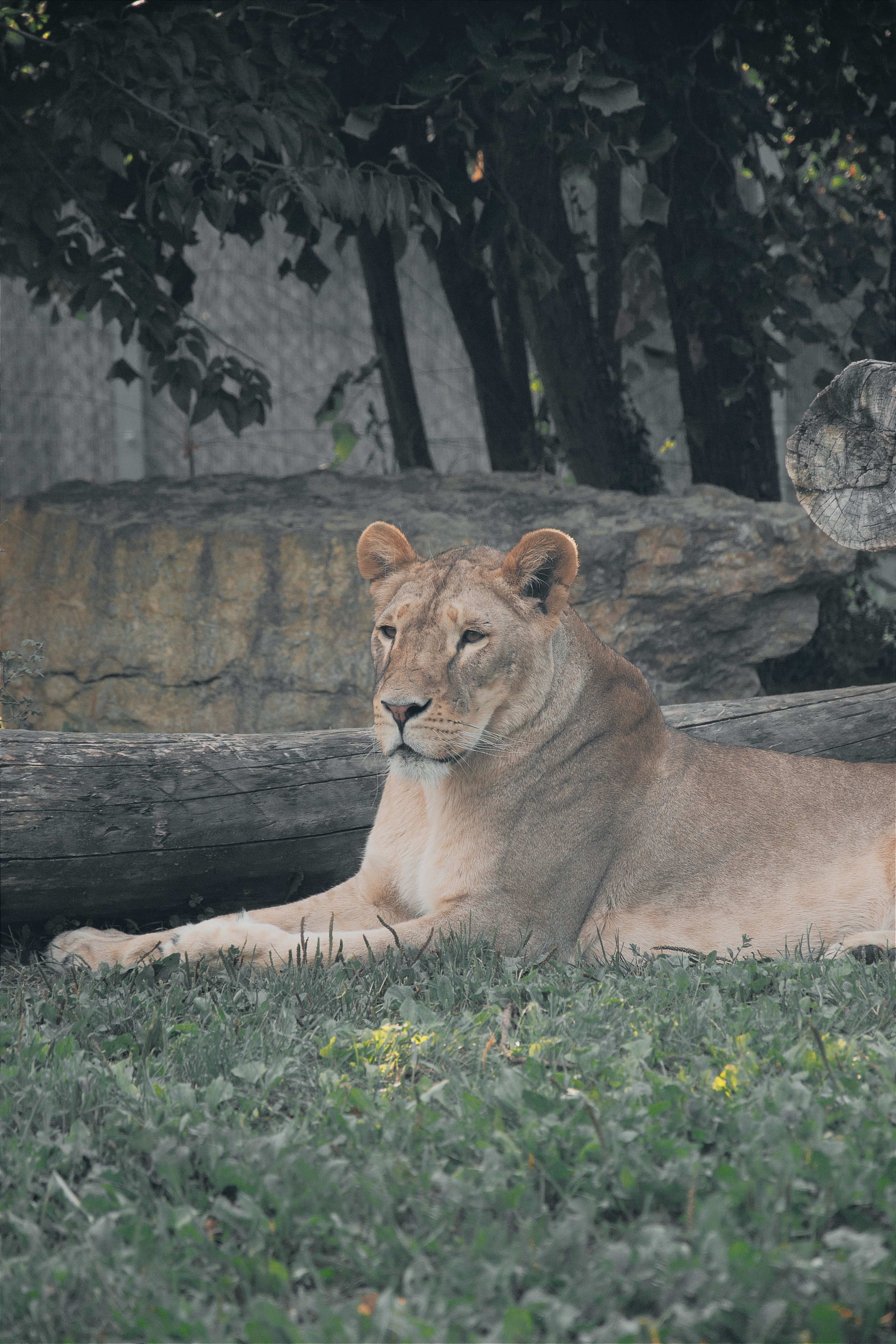 Relaxed Lioness Resting in Natural Habitat · Free Stock Photo