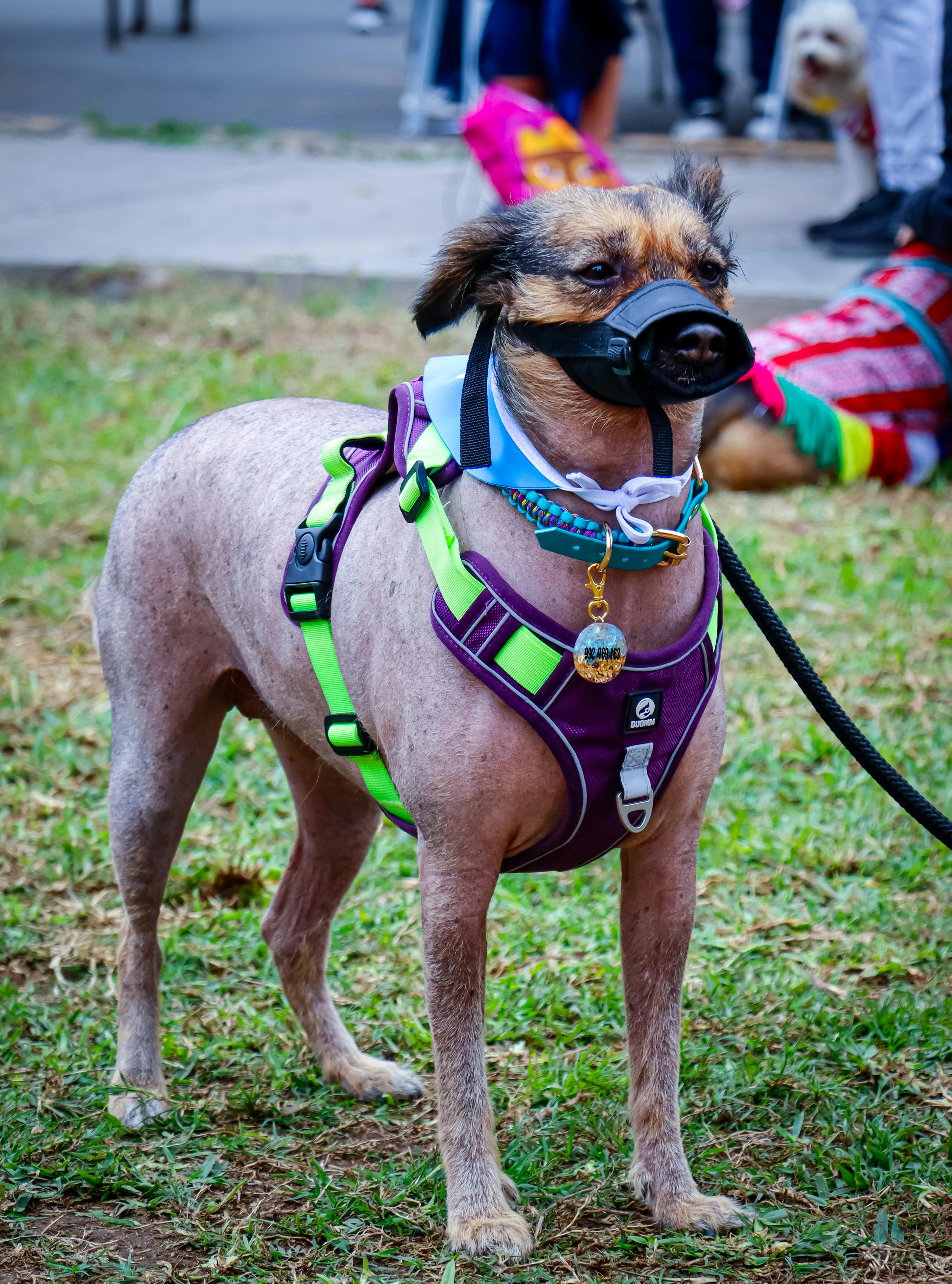 Peruvian Dog at Outdoor Event in Lima · Free Stock Photo