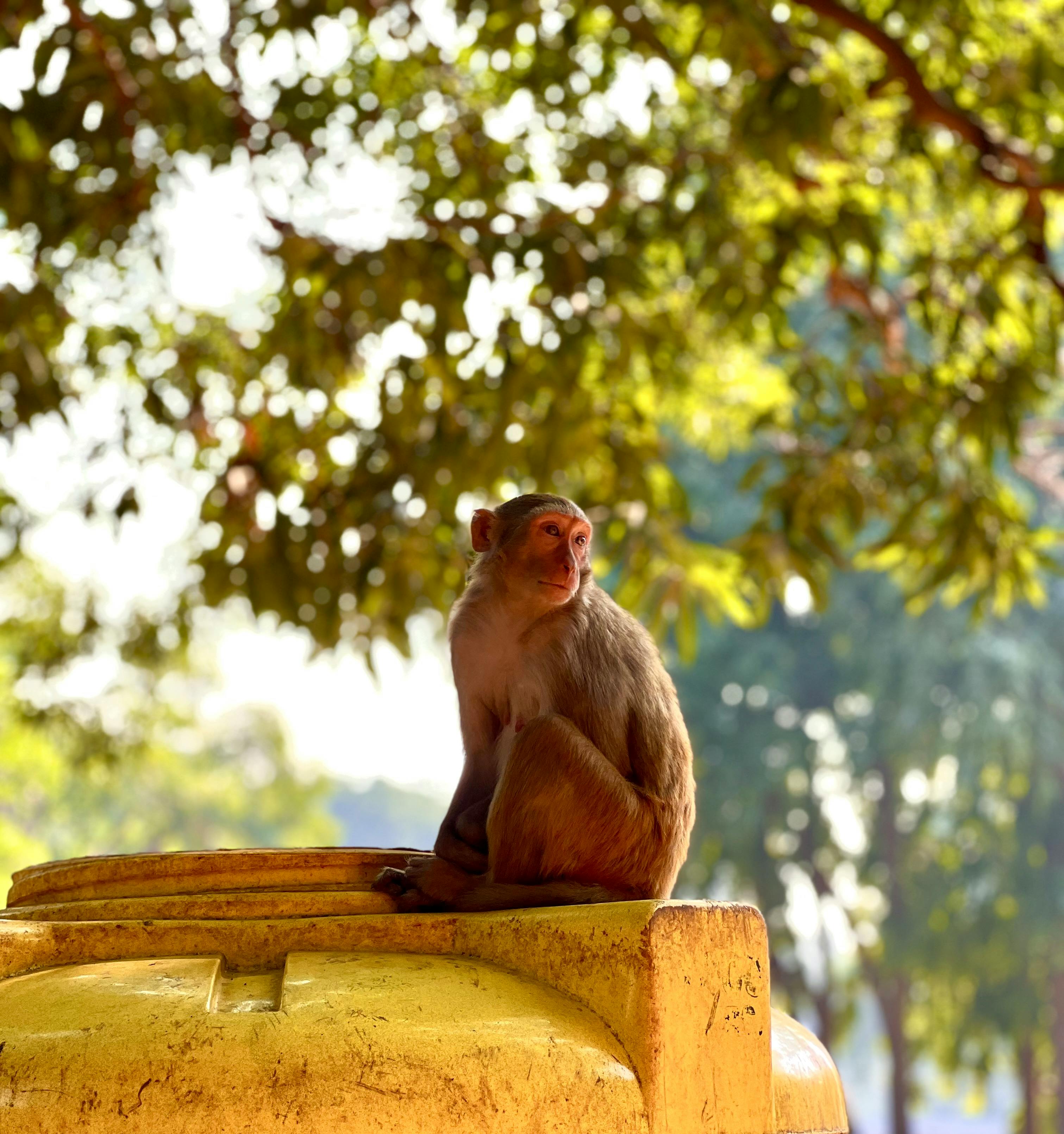 Rhesus Macaque on Yellow Trash Bin in Park · Free Stock Photo