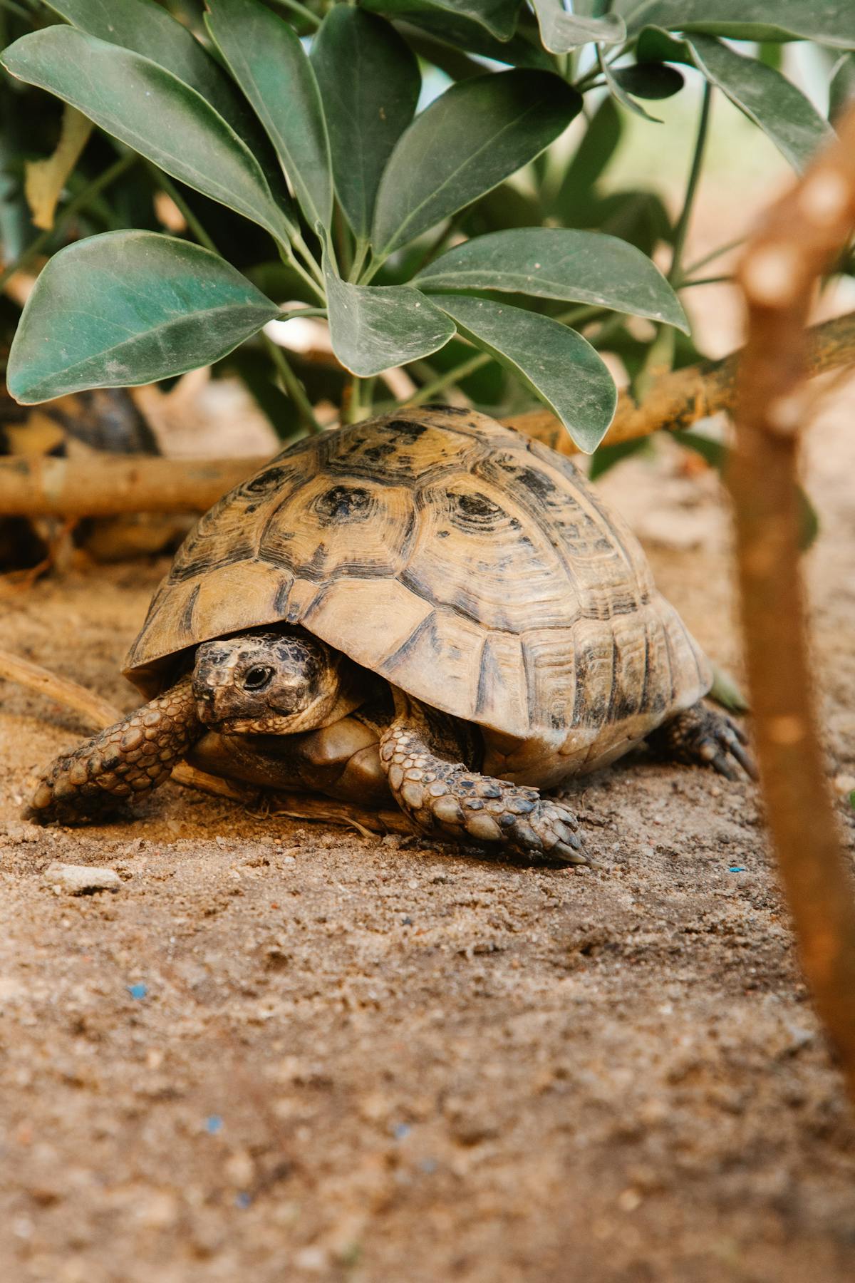 Animal Adaptation Photos, Download The BEST Free Animal Adaptation ...