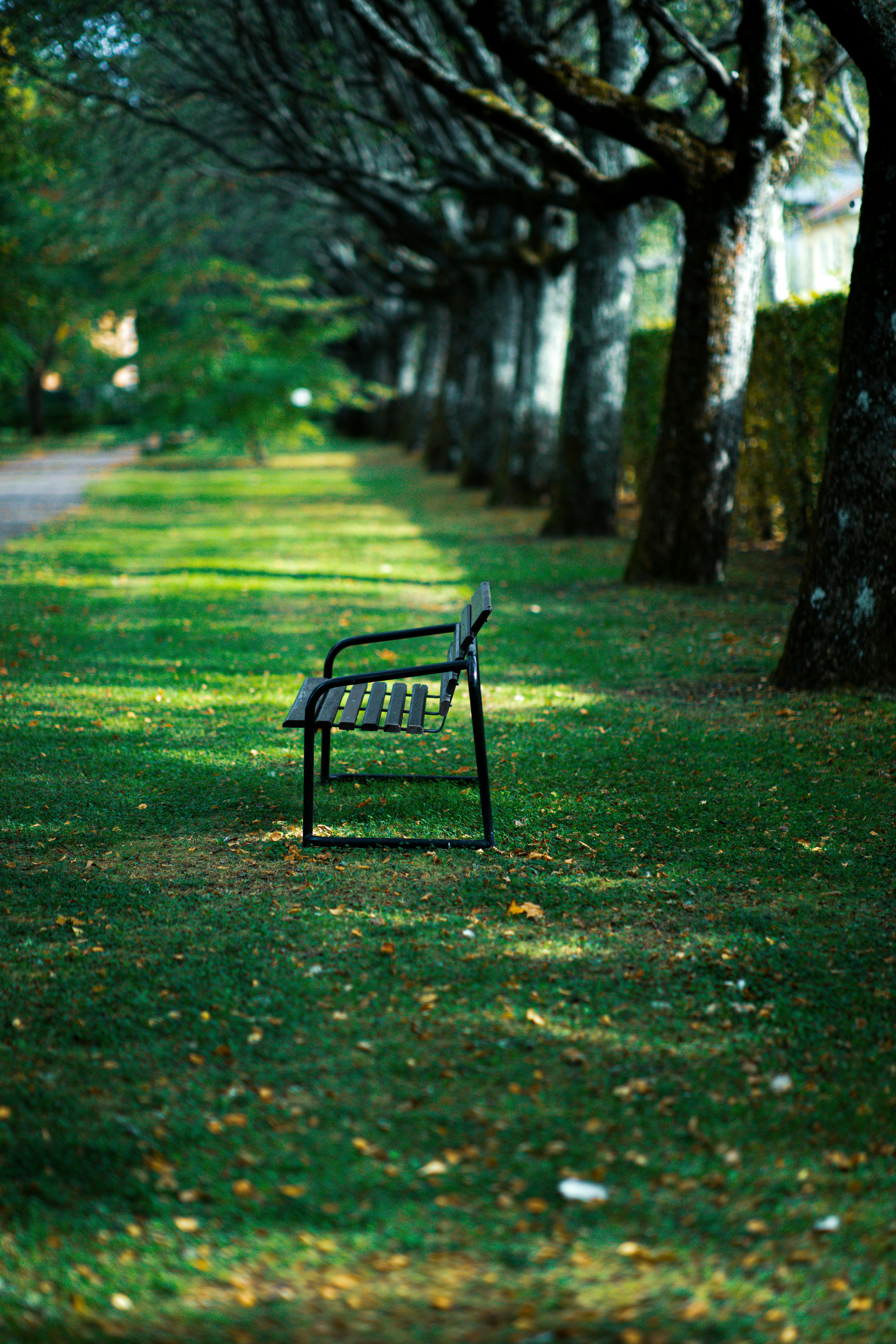 Peaceful Park Bench in Tree-Lined Pathway · Free Stock Photo