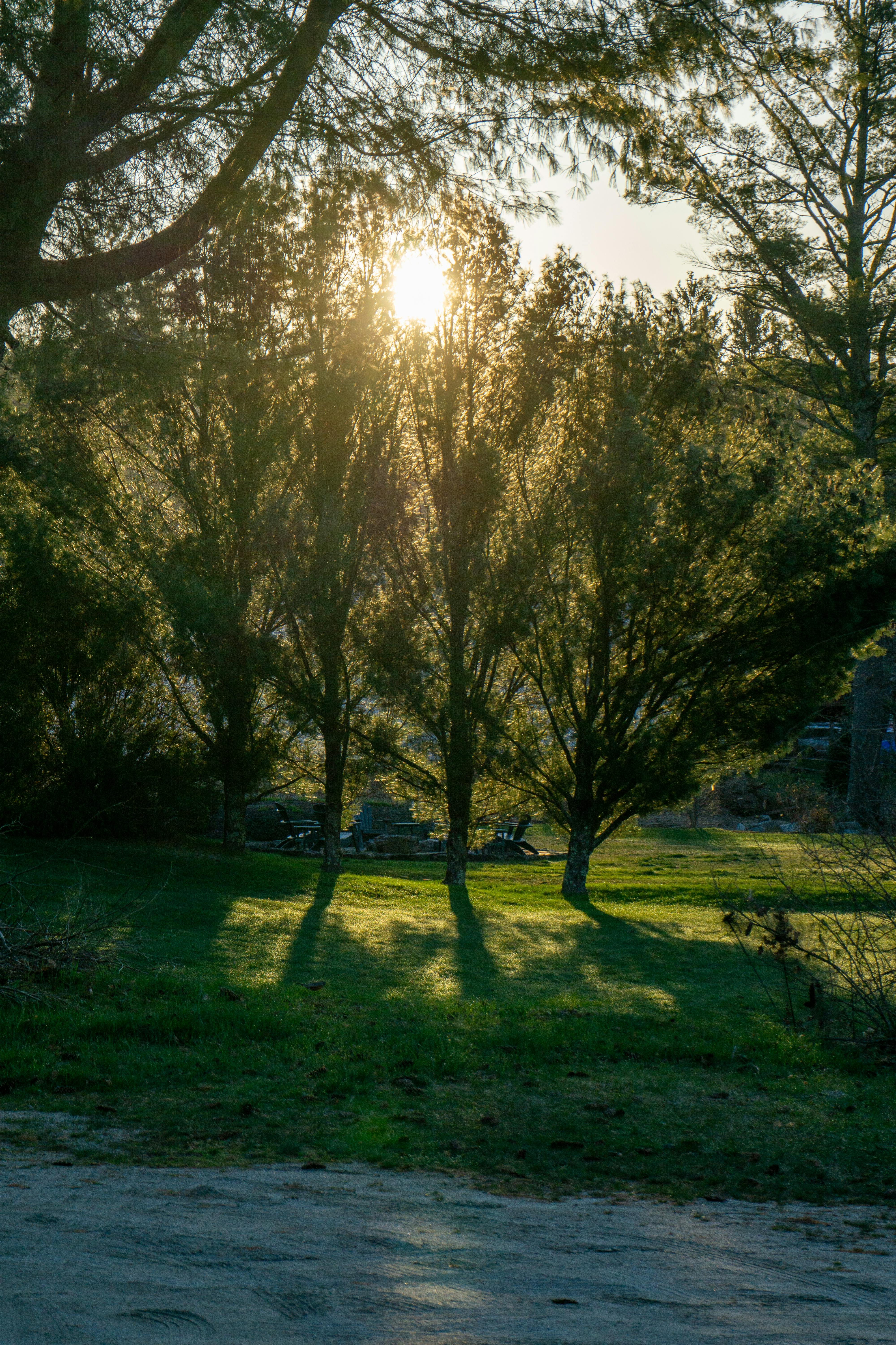 Sunrise Through Trees in Serene Park Setting · Free Stock Photo