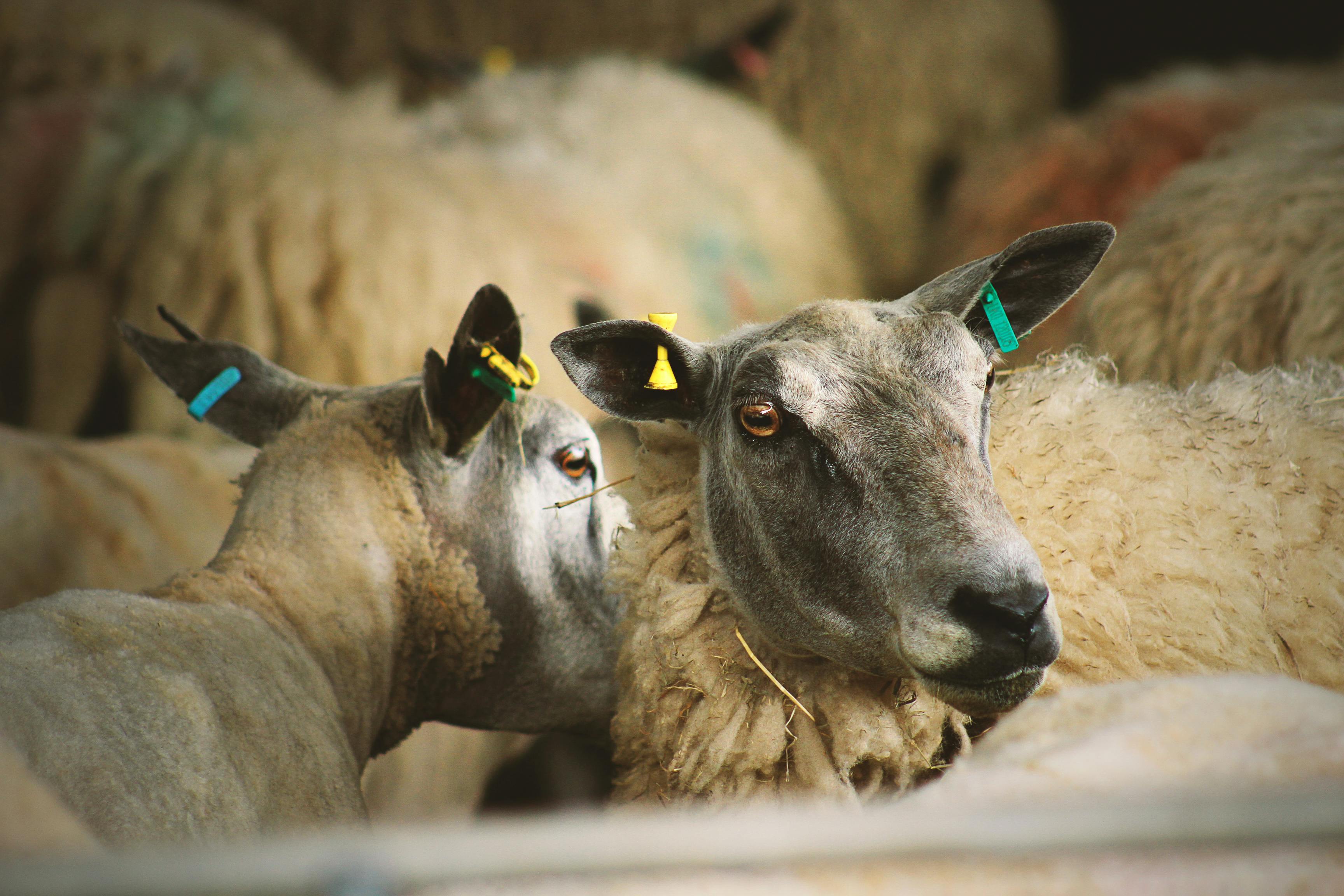 Sheep Photos Photos, Download The BEST Free Sheep Photos Stock Photos ...