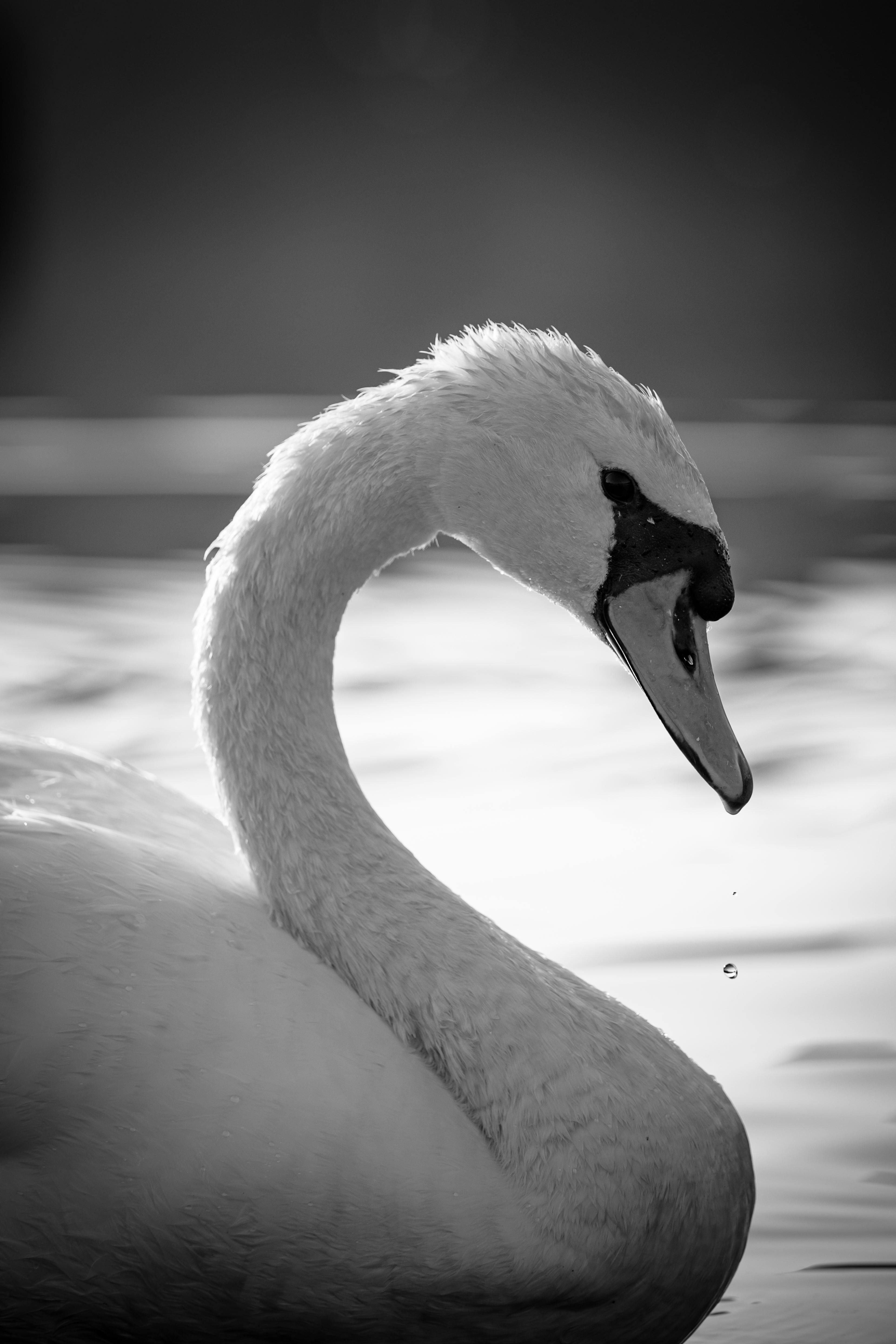 Swan Posture Photos, Download The BEST Free Swan Posture Stock Photos ...