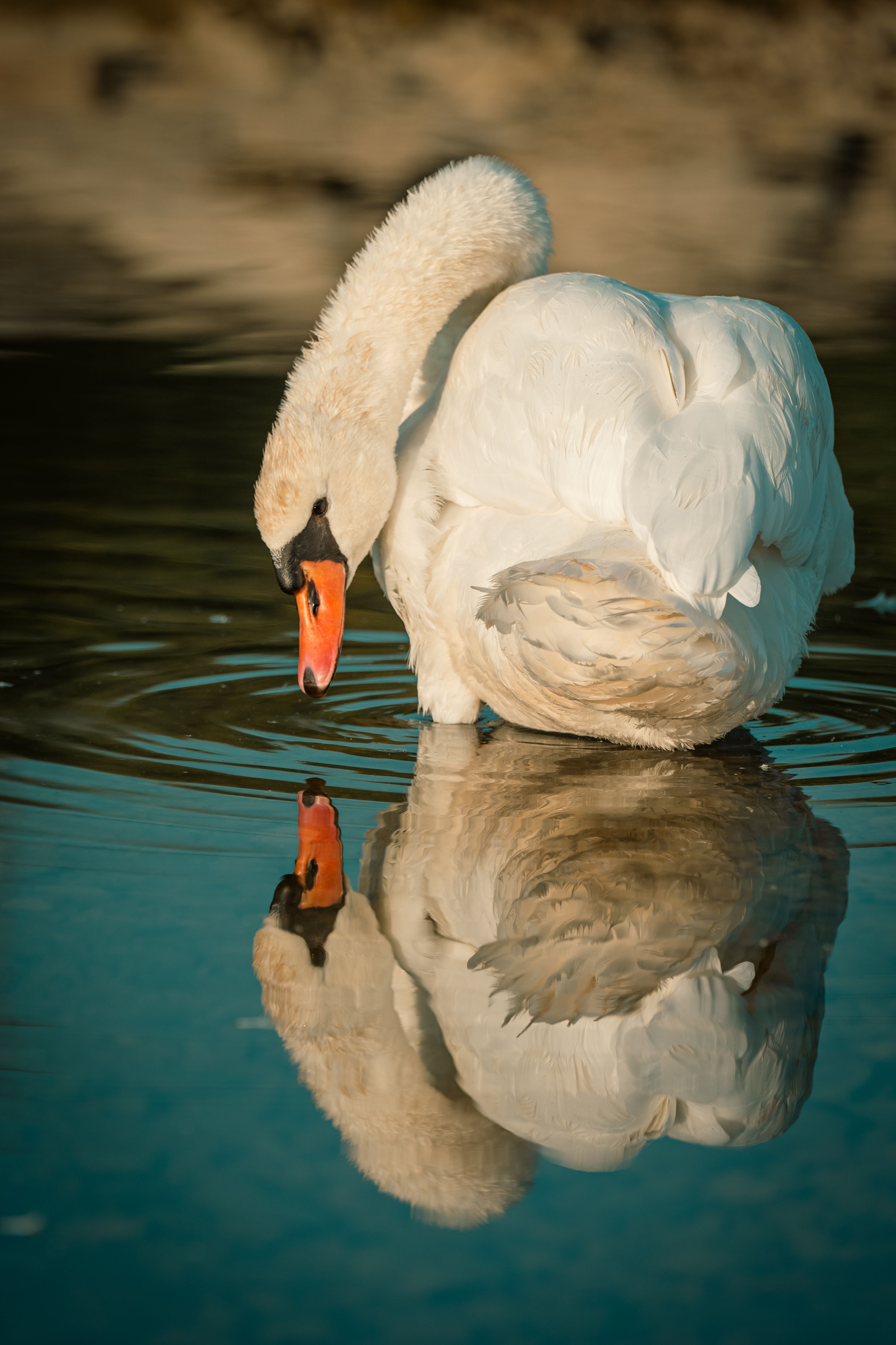 Un Elegante Cisne Reflejado En Aguas Tranquilas · Foto de stock gratuita