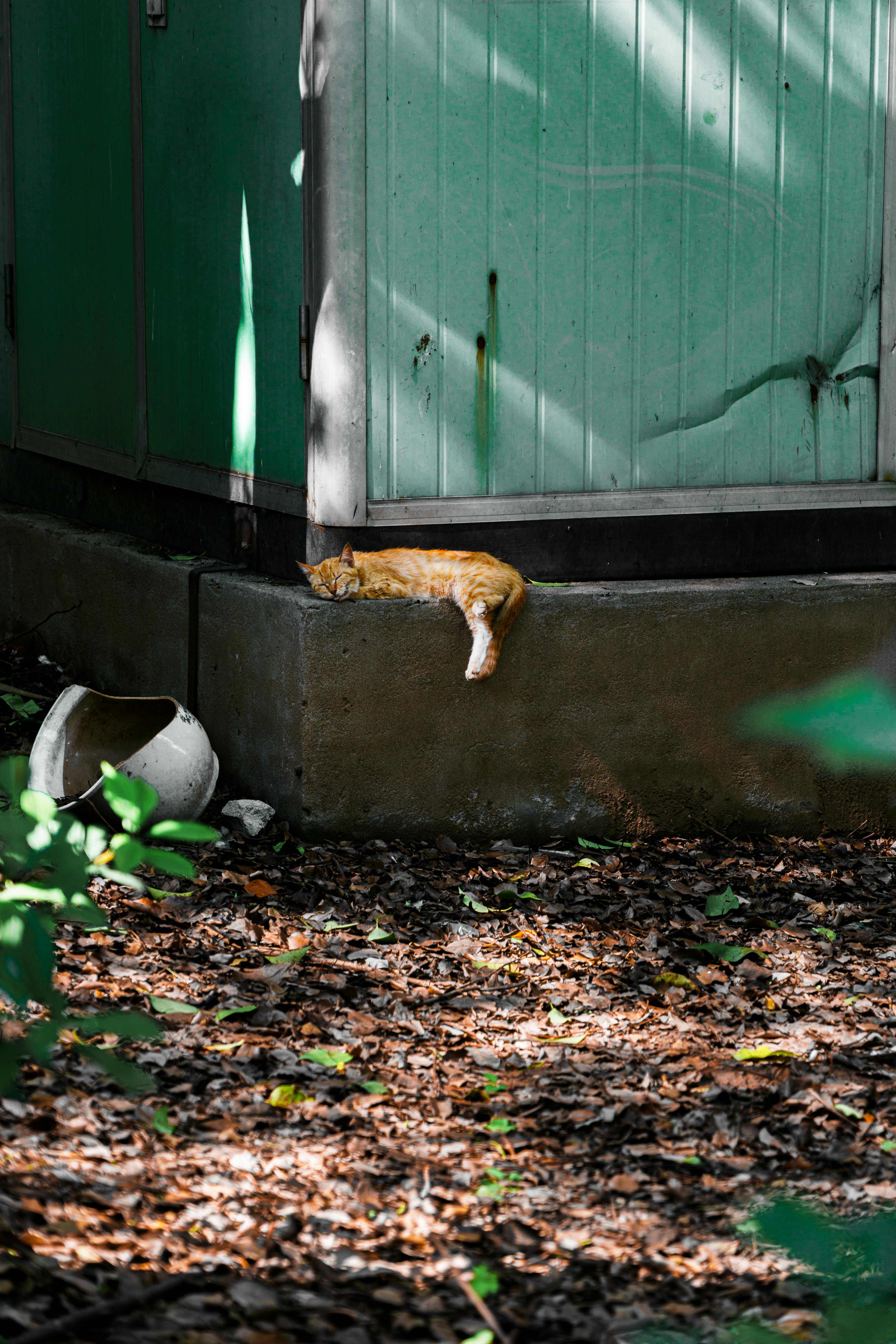 Tranquil Ginger Cat Resting in Sunlight · Free Stock Photo