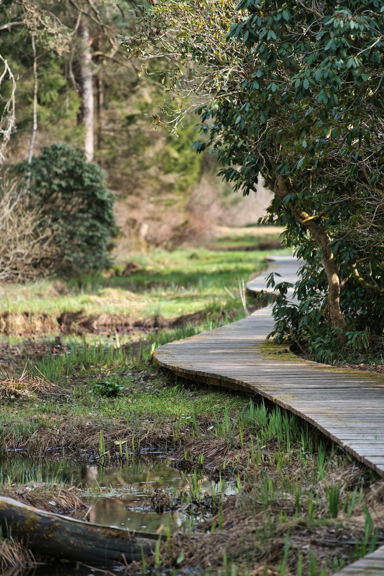 Forest Walk Photos, Download The BEST Free Forest Walk Stock Photos ...