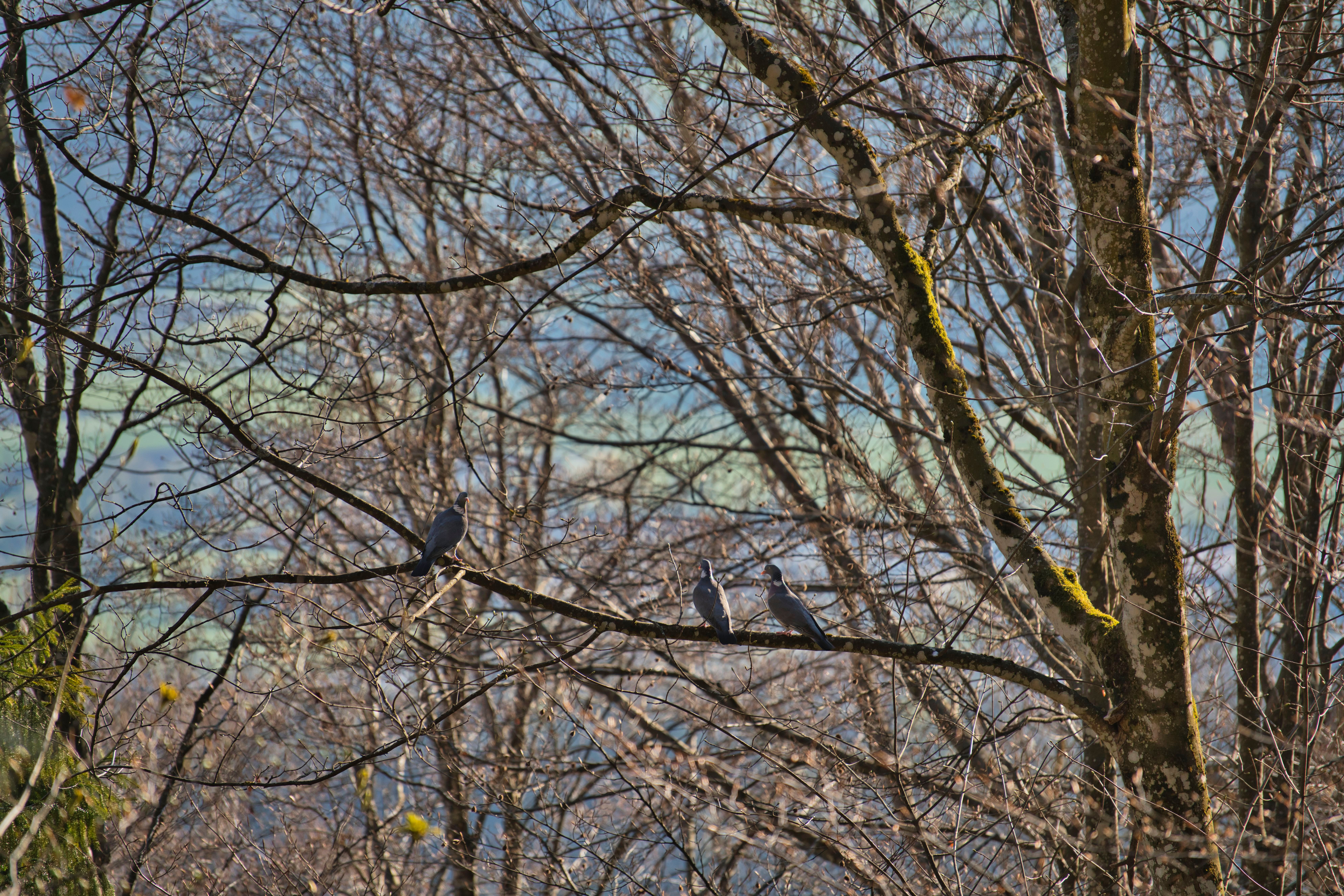 Without Tree Photos, Download The BEST Free Without Tree Stock Photos ...