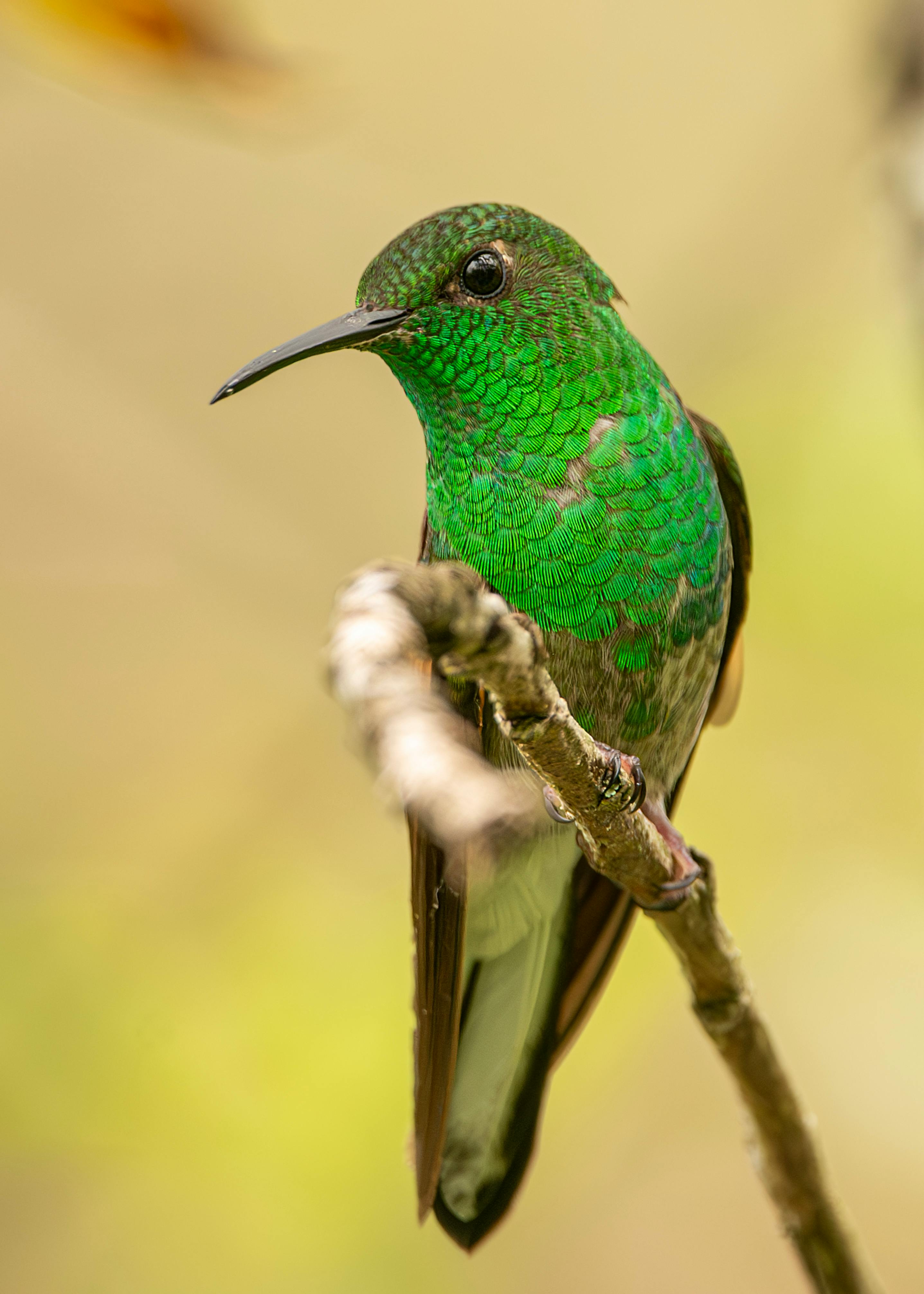 Hummingbirds Photos, Download The BEST Free Hummingbirds Stock Photos ...