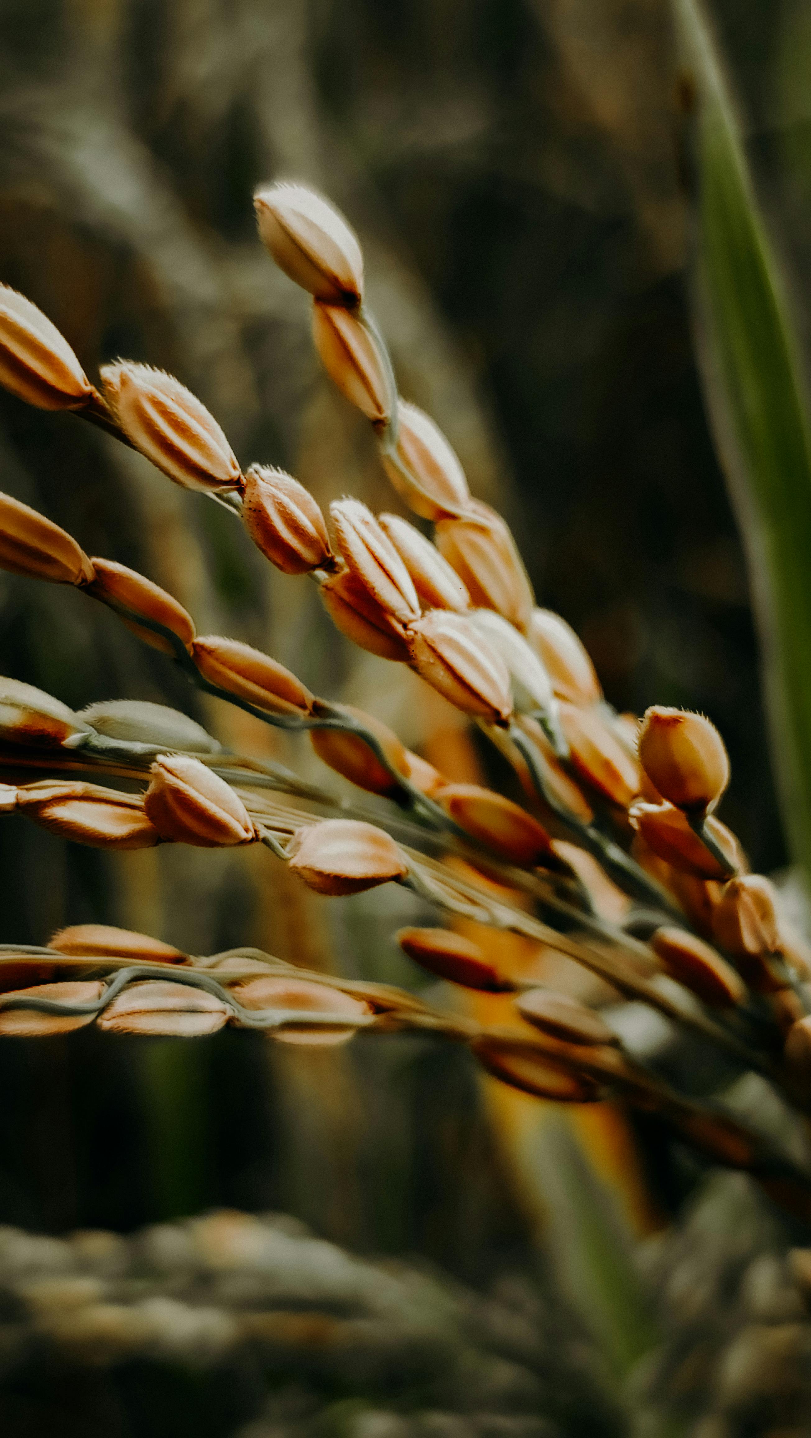 Close-up of Ripe Rice Grains in Field · Free Stock Photo