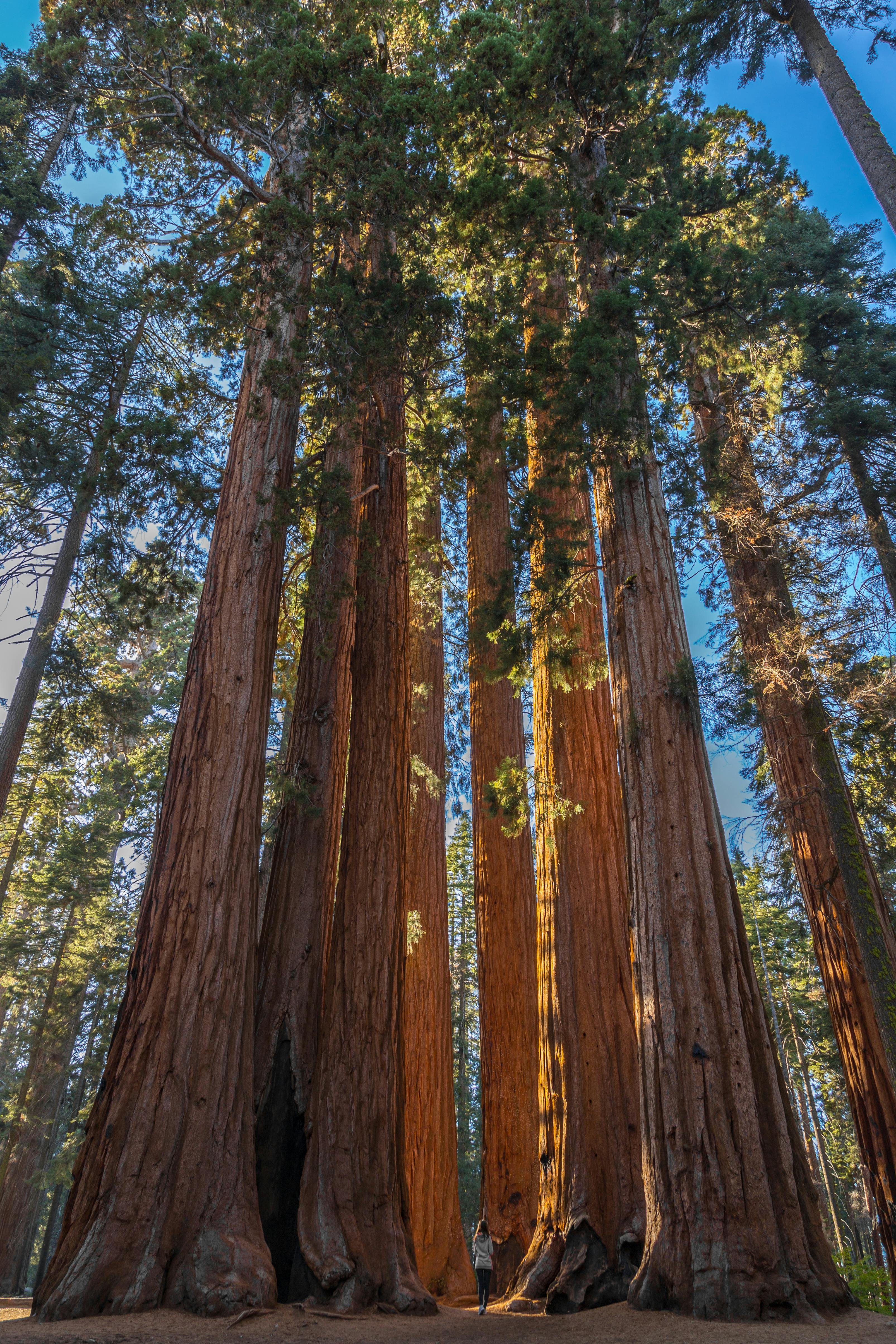 Majestuosos árboles Sequoia Tocando El Cielo · Foto de stock gratuita