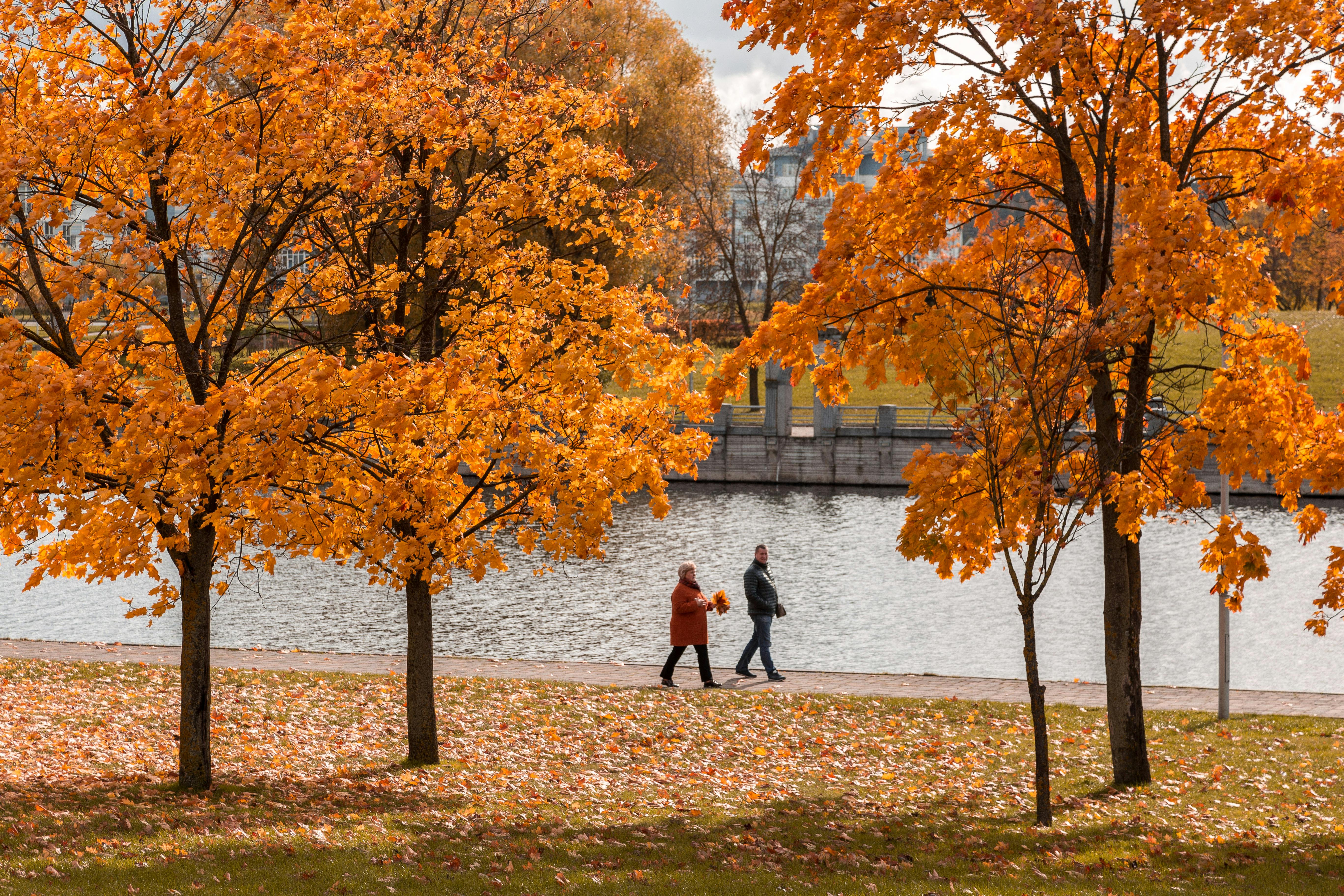Autumn Stroll by the Riverside with Vibrant Foliage · Free Stock Photo