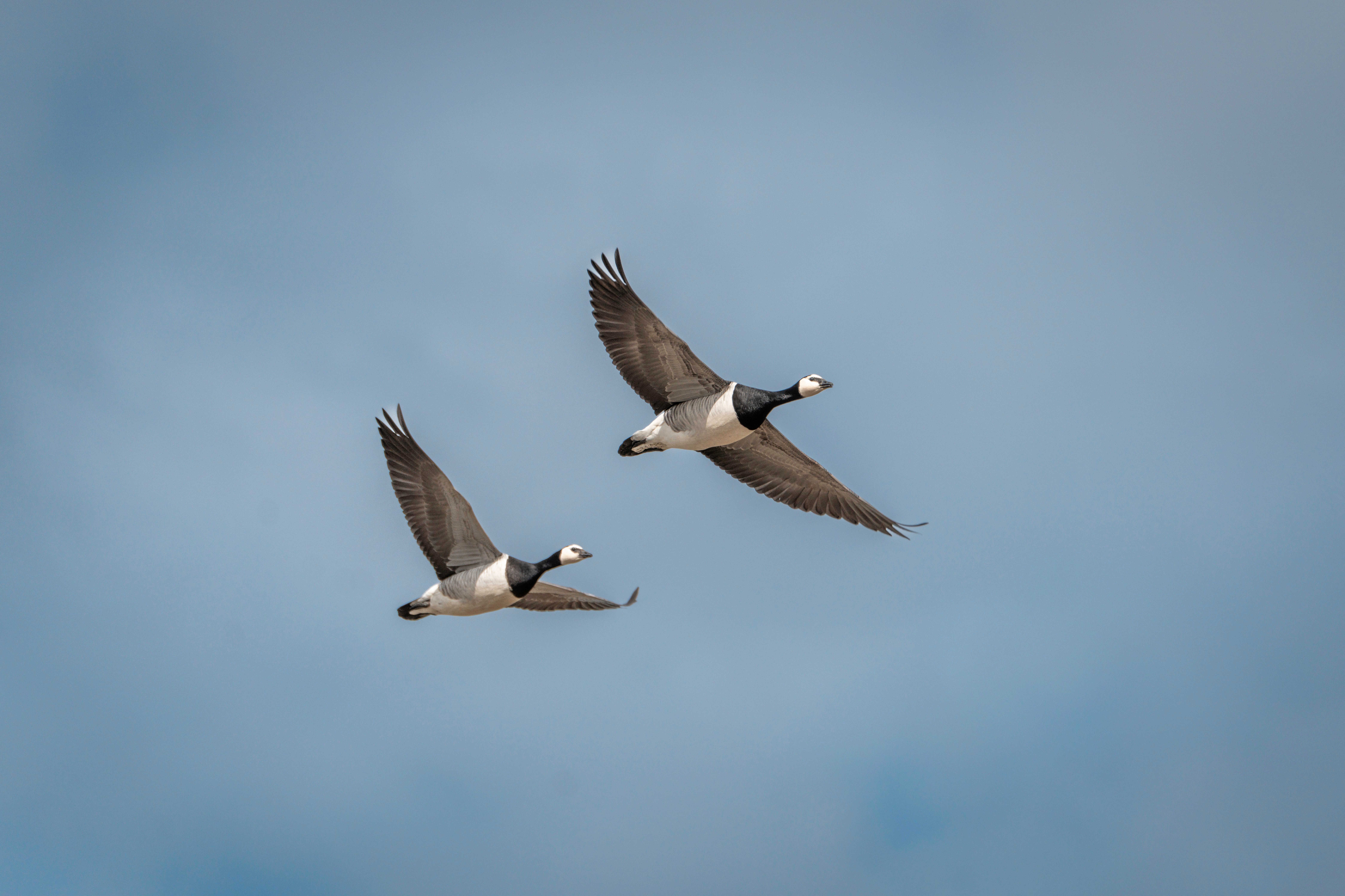 Barnacle Geese Soaring in Blue Sky · Free Stock Photo