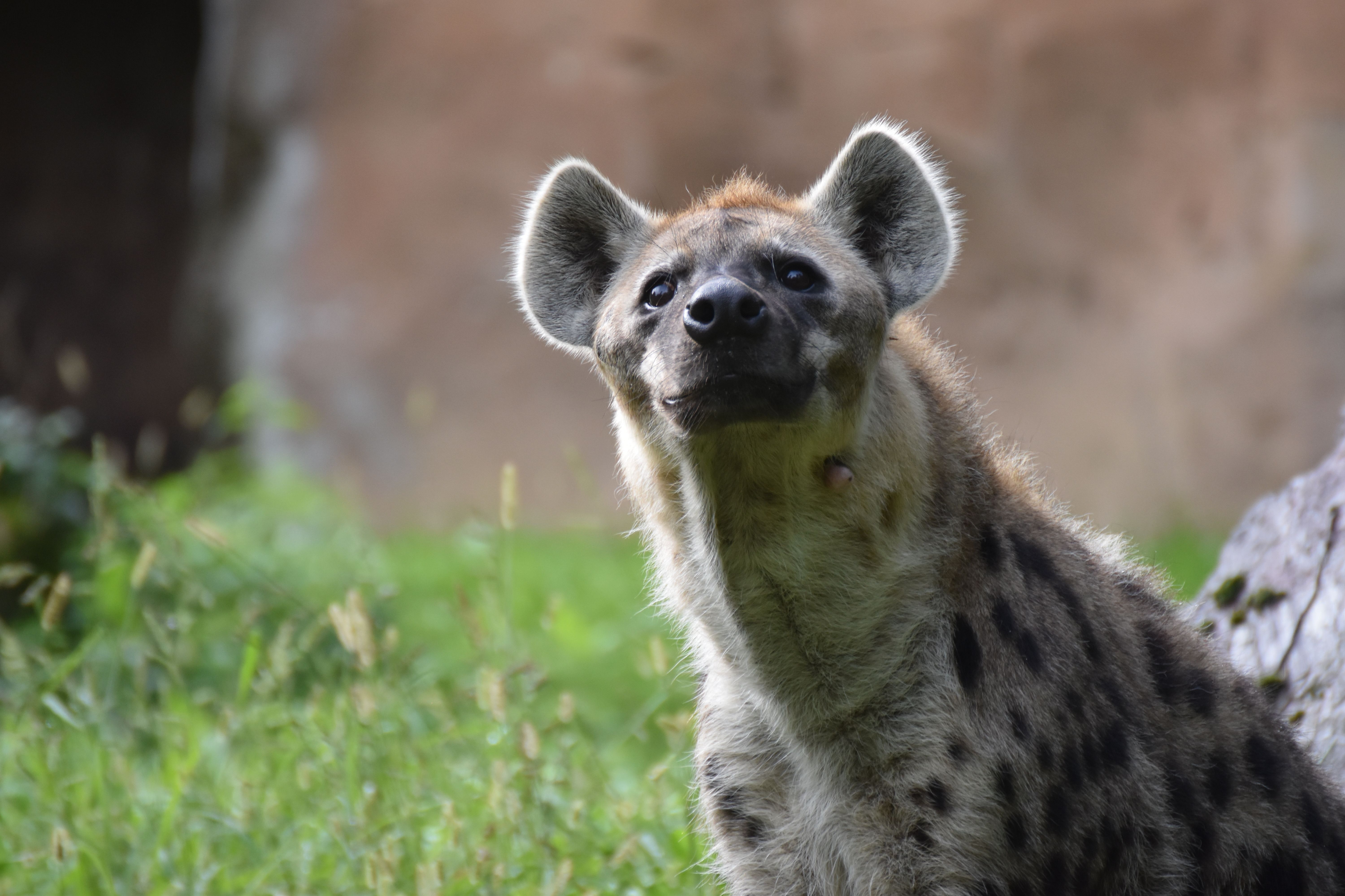 Close-up of a Spotted Hyena in Natural Habitat · Free Stock Photo