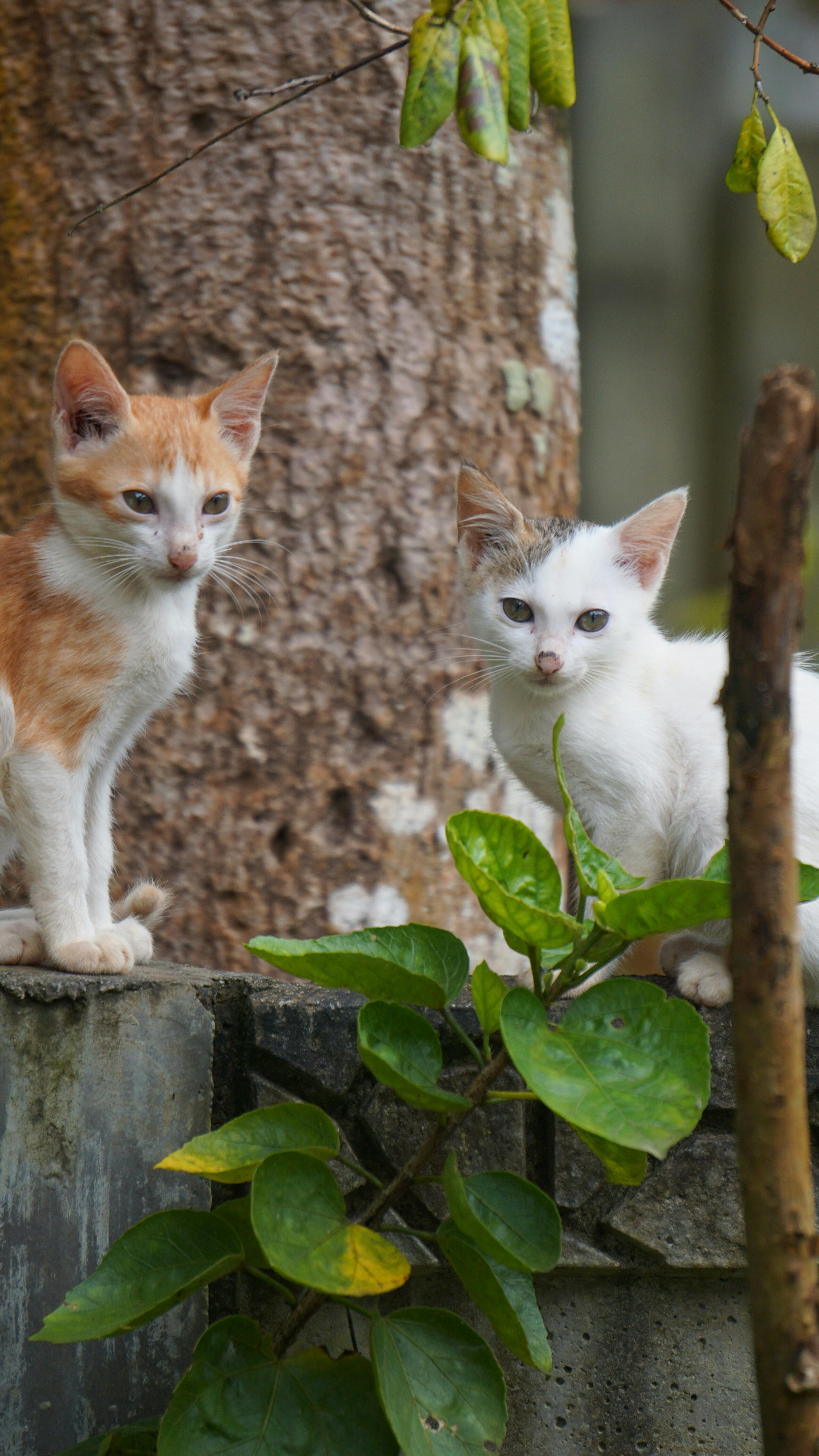 Adorable Kittens Exploring Outdoors · Free Stock Photo
