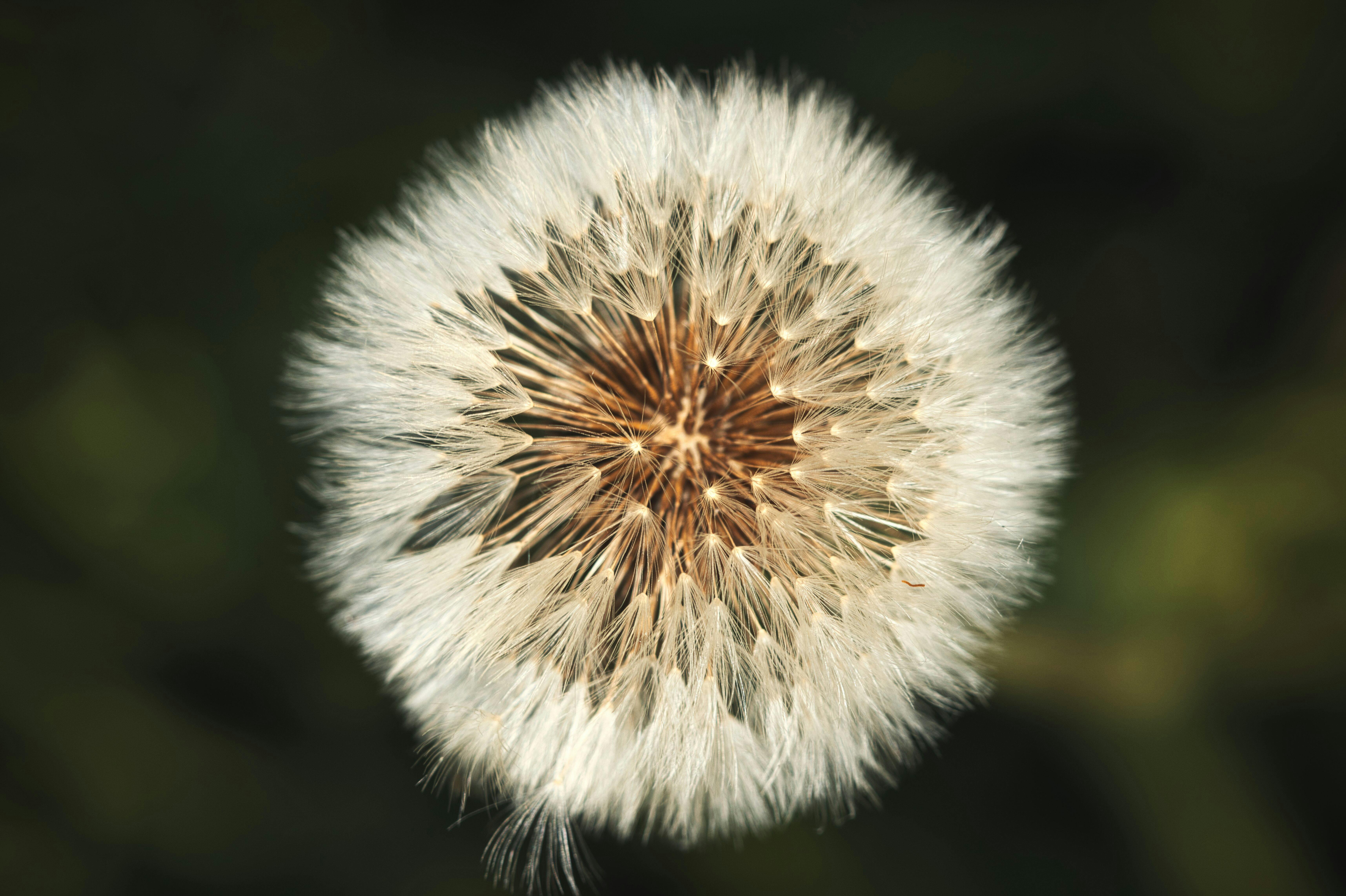 Dandelion Flower · Free Stock Photo