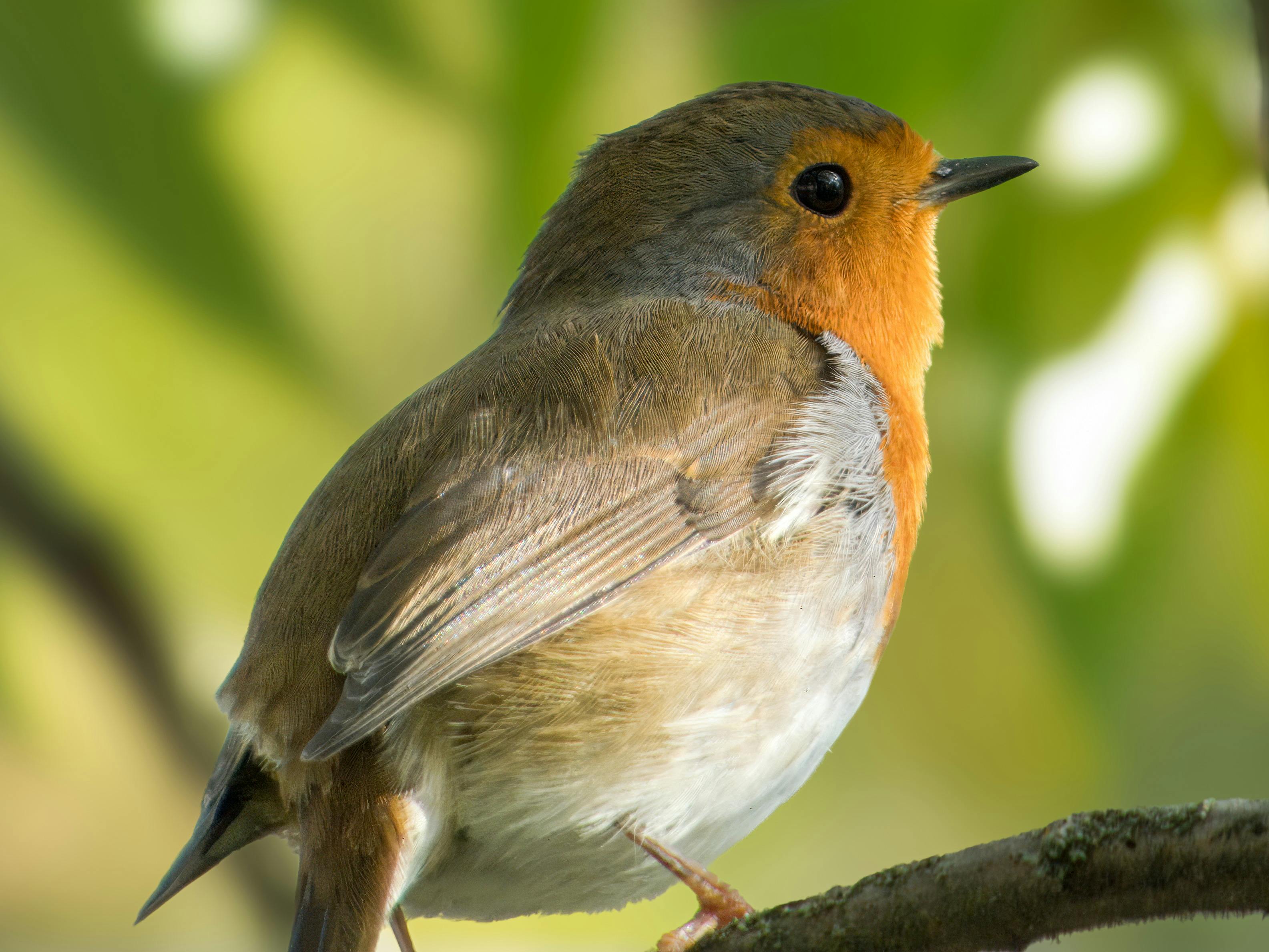 Robin Bird Photos, Download The BEST Free Robin Bird Stock Photos & HD ...