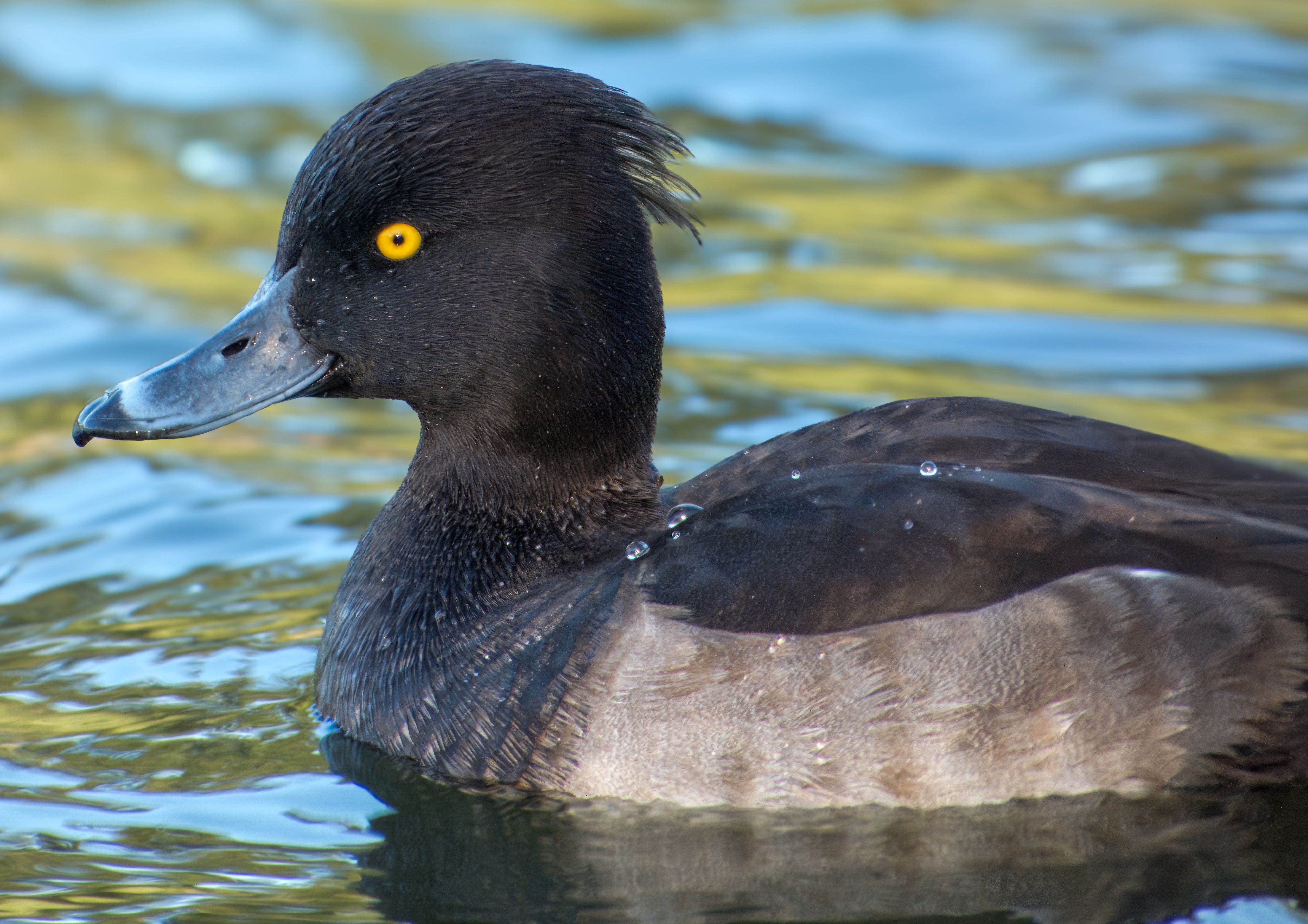 Close-up of Tufted Duck Swimming in Lake Waters · Free Stock Photo