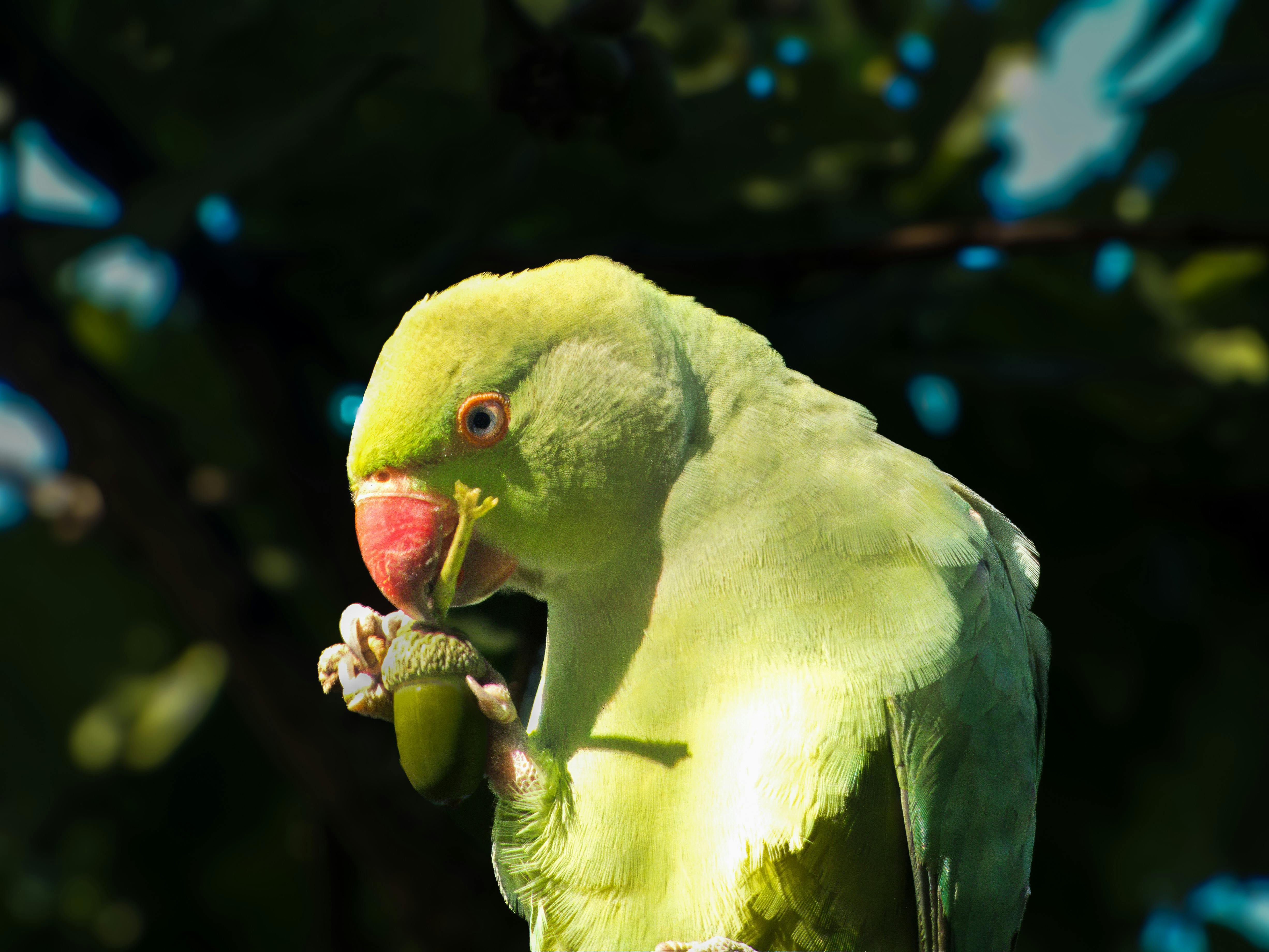 Green Parrot Eating Acorn in Sunlight · Free Stock Photo
