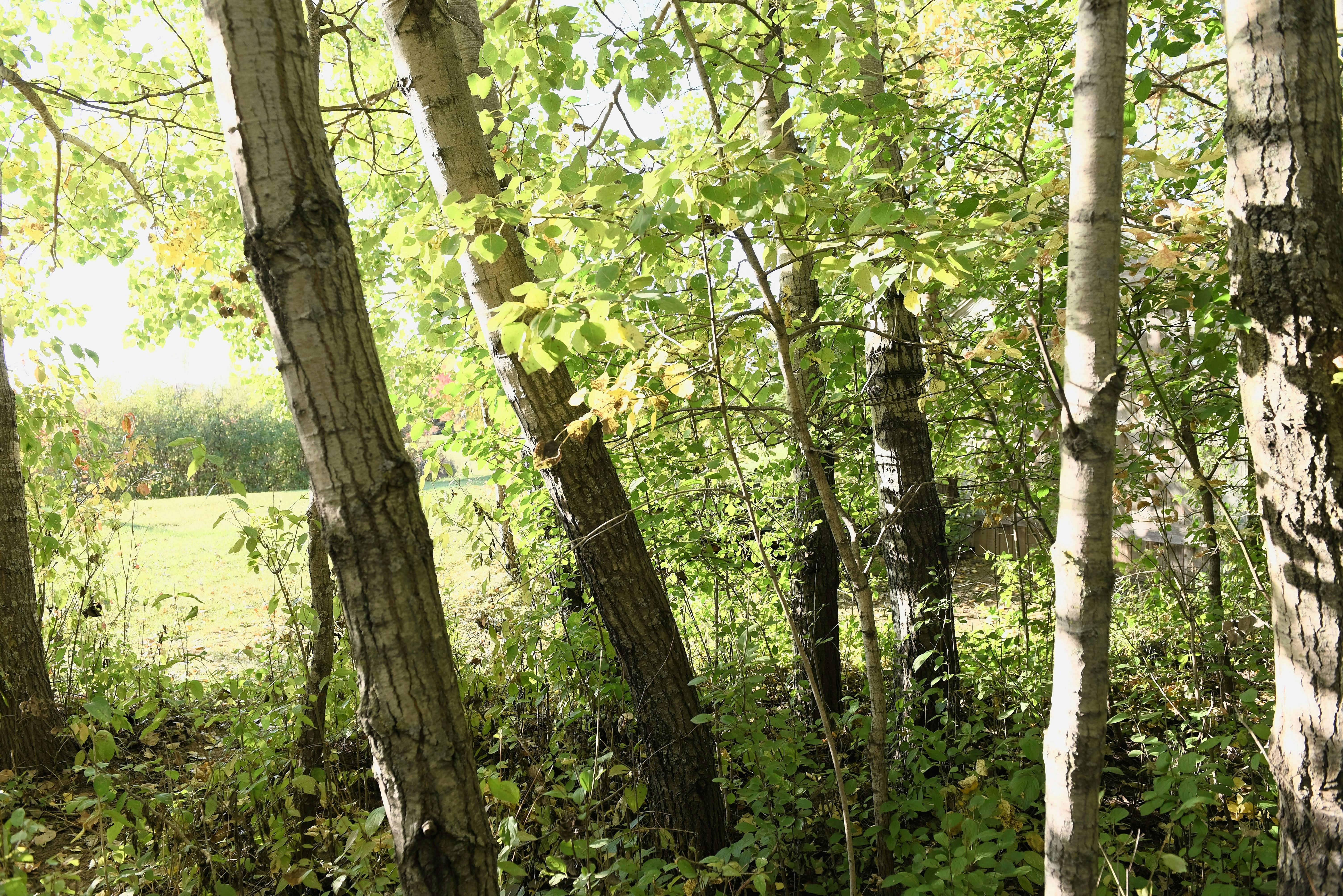 Free stock photo of green, trees, yellow