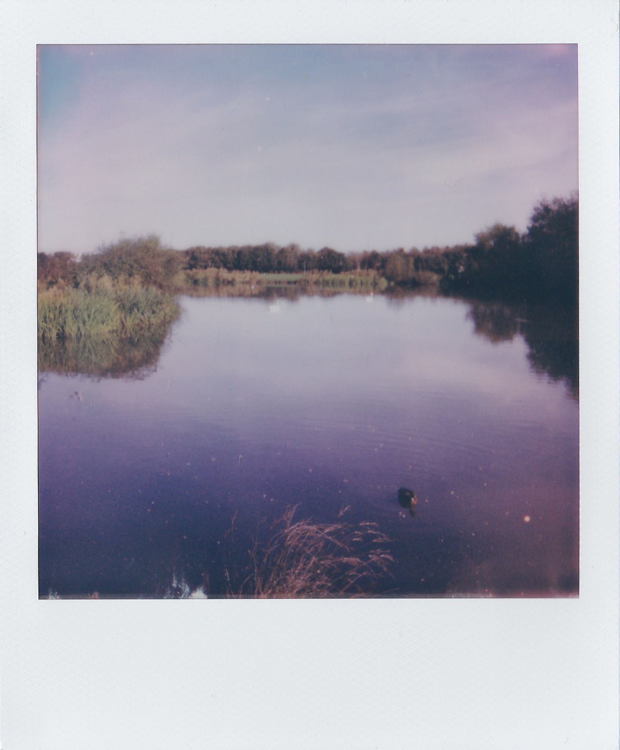 Vintage Polaroid of a Serene Lakeside Scene · Free Stock Photo