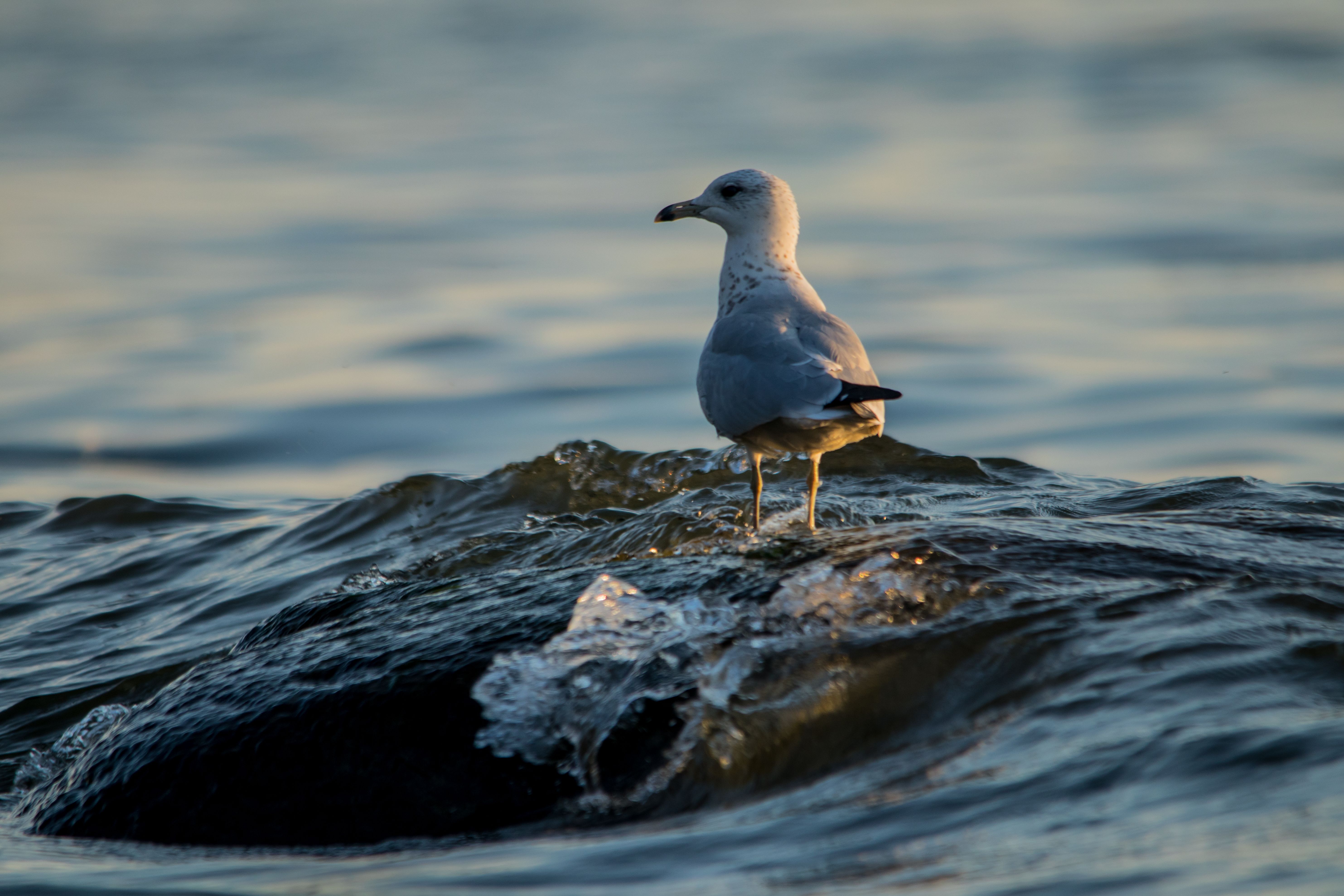 Seagull Standing on Ocean Waves at Sunset · Free Stock Photo