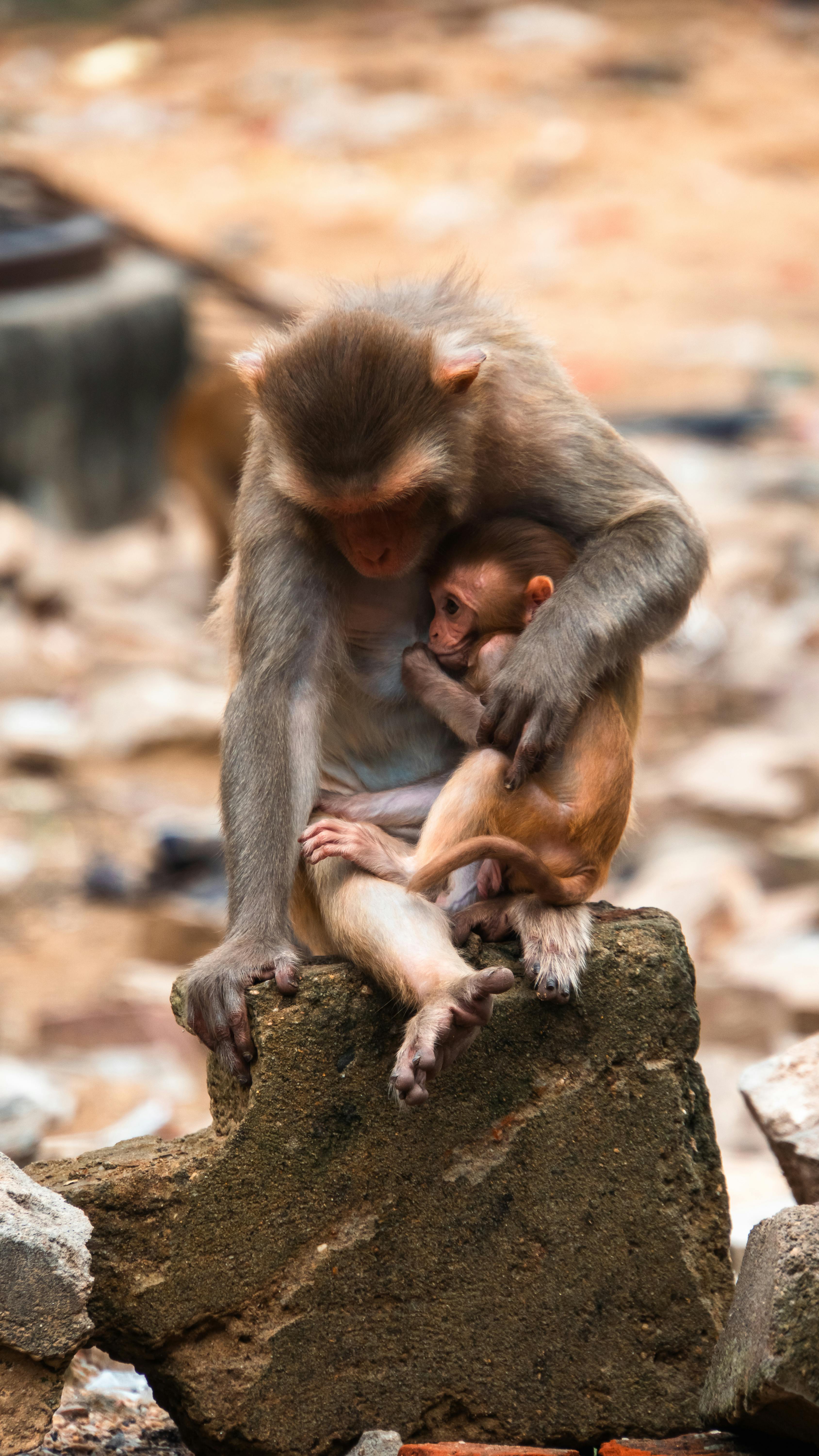 Rhesus Macaque Mother and Baby in Jaipur · Free Stock Photo
