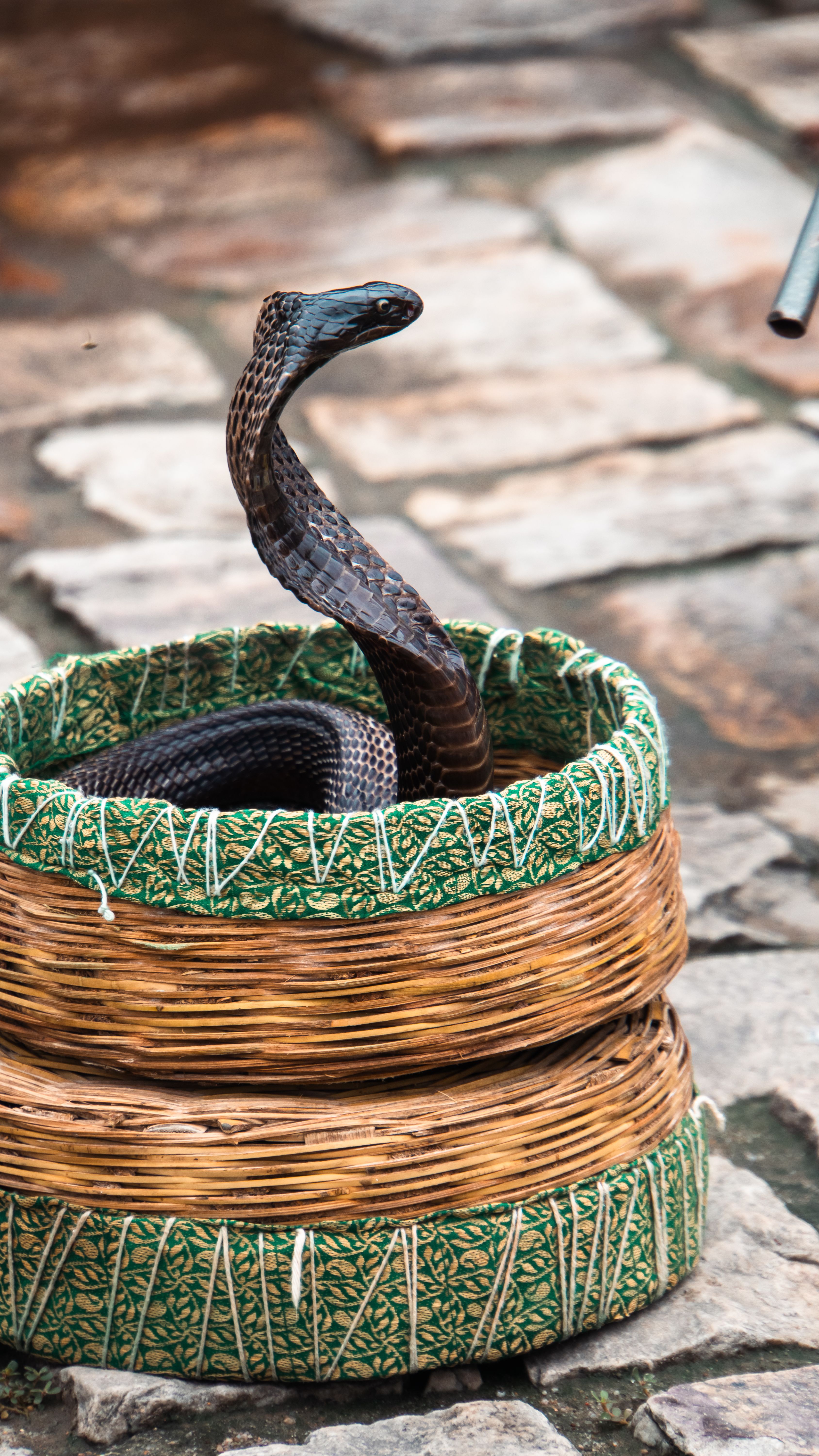 Cobra Snake in Traditional Basket Outdoors · Free Stock Photo