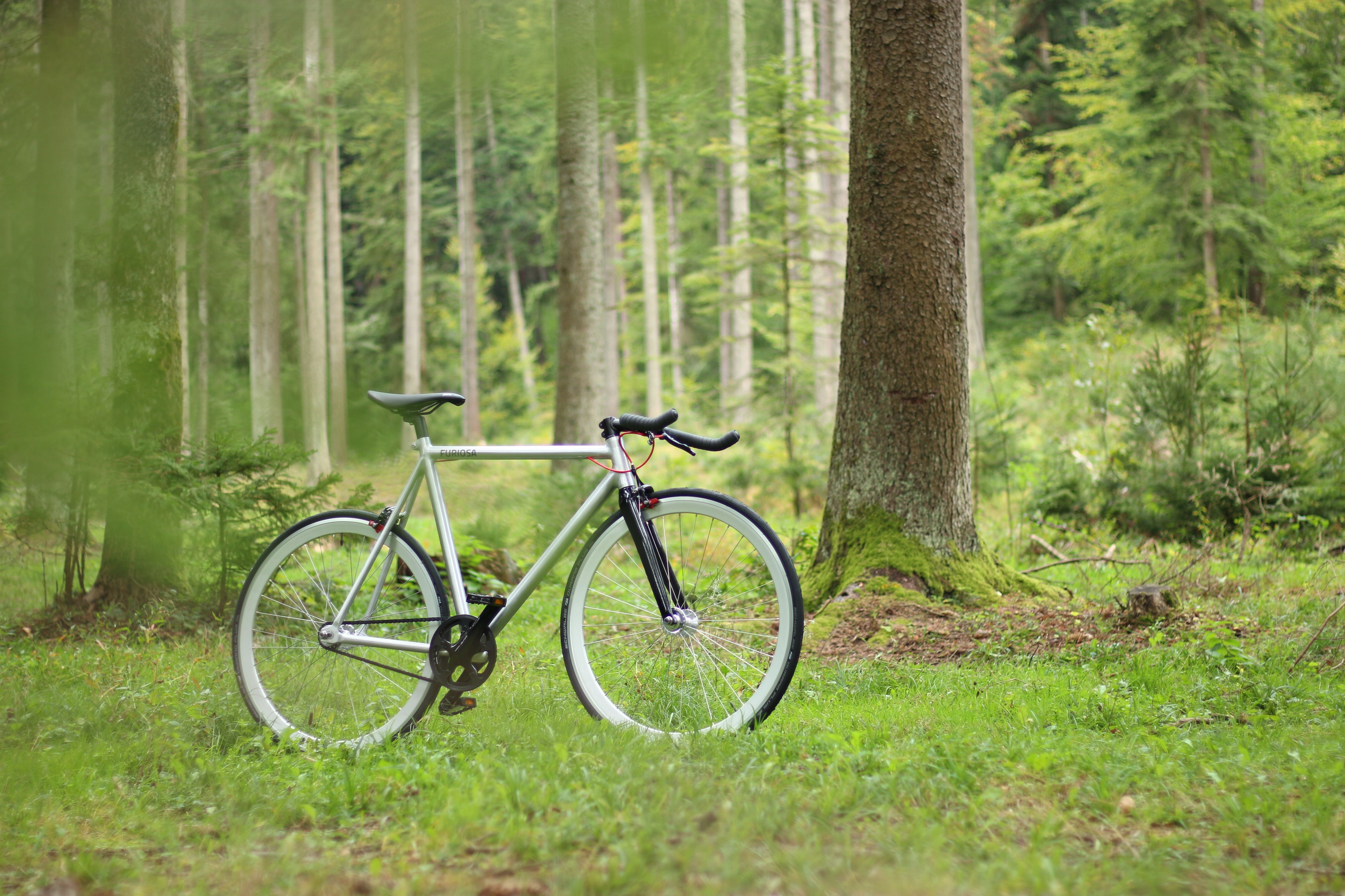 Vintage Bicycle in Serene Forest Landscape · Free Stock Photo