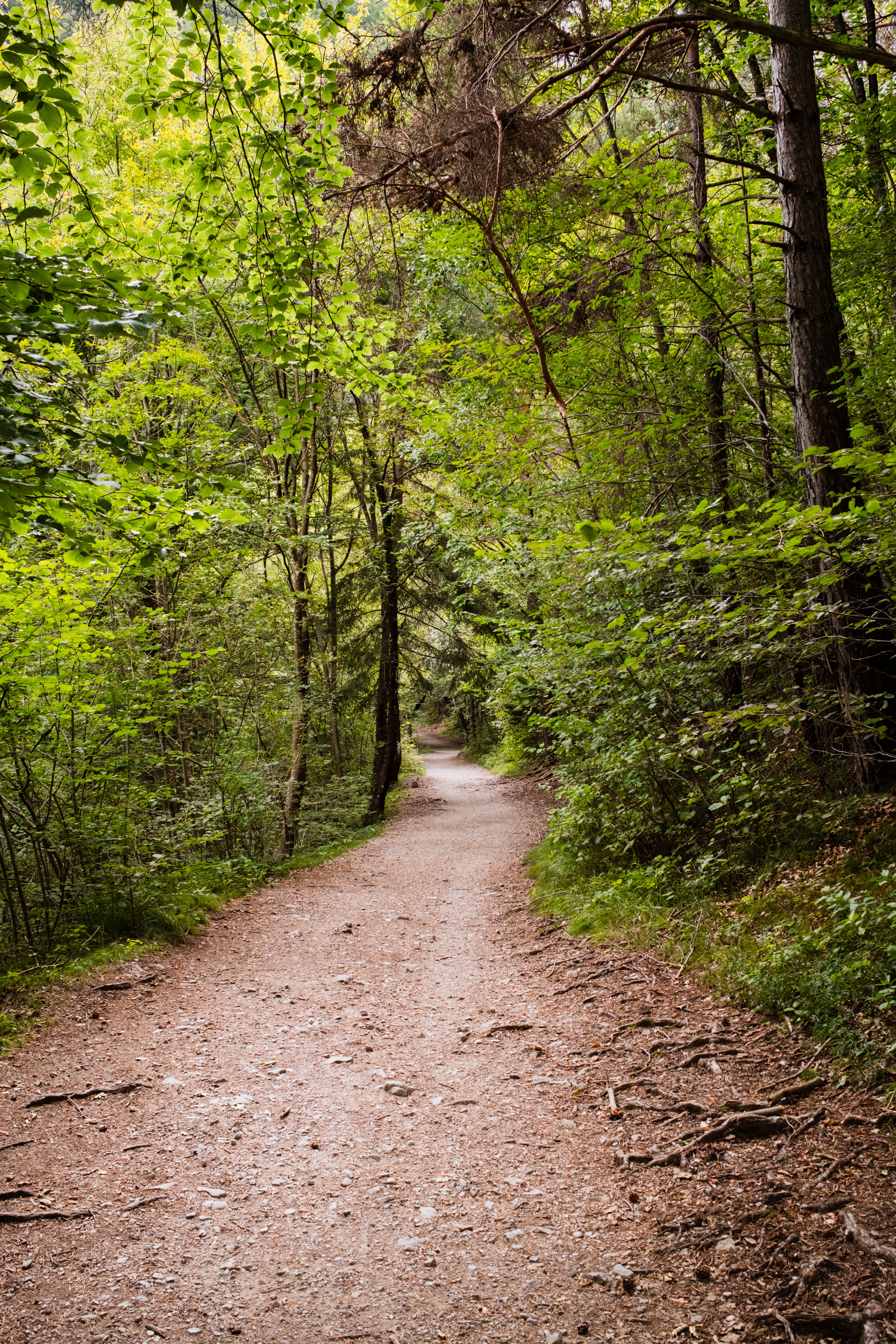 Serene Forest Trail in Molveno, Italy · Free Stock Photo