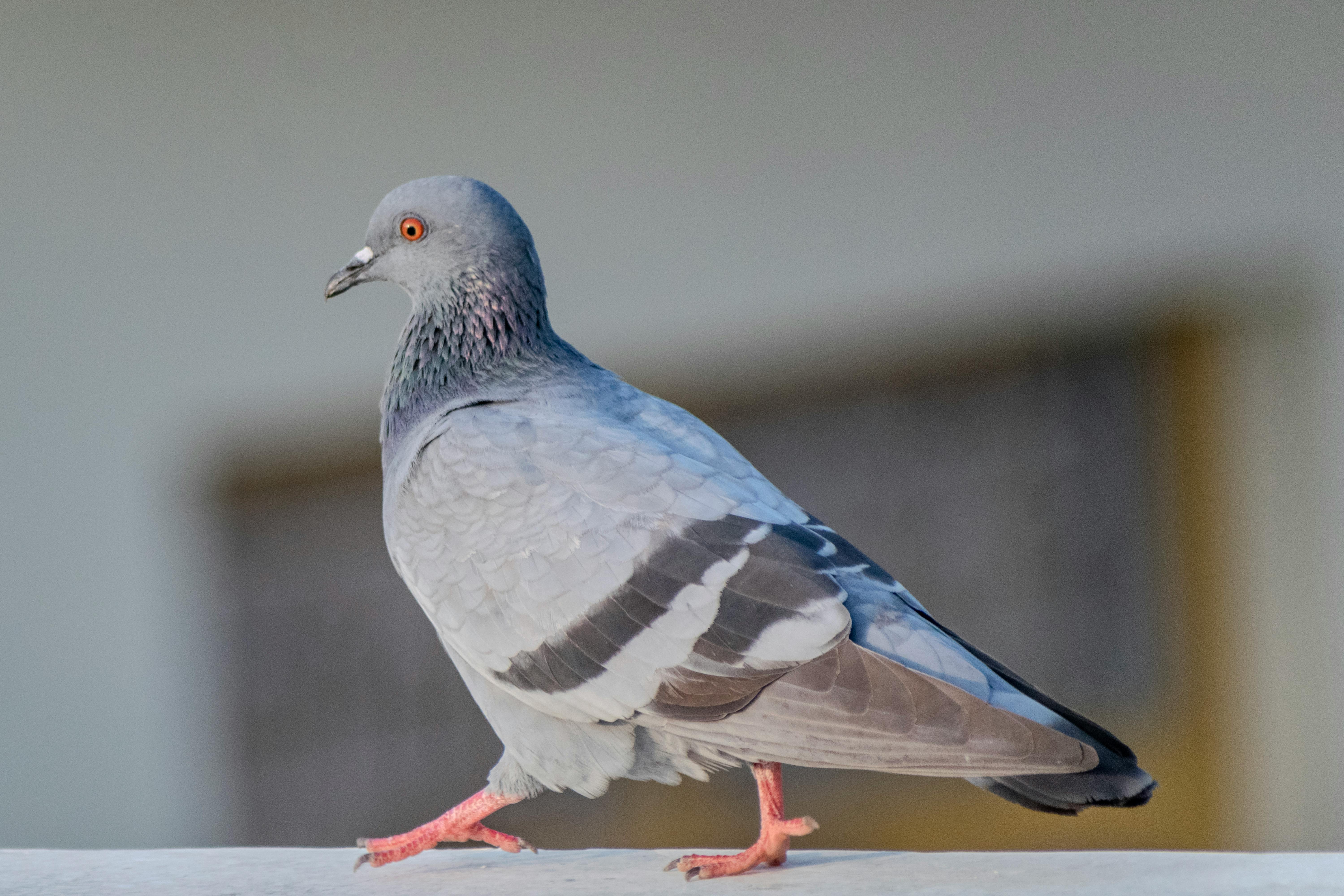 Pigeon Walk Photos, Download The BEST Free Pigeon Walk Stock Photos ...