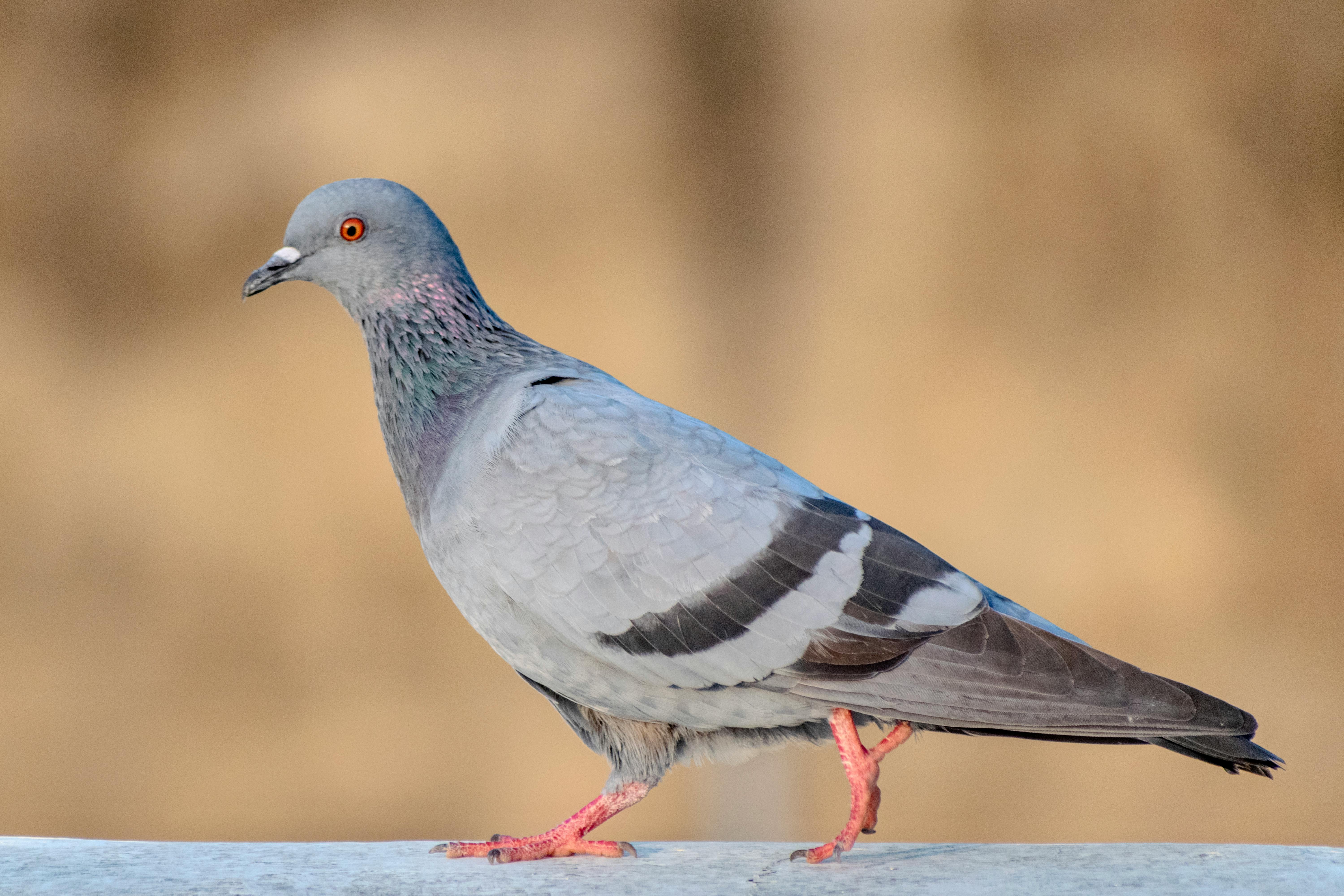 Pigeon Side View Photos, Download The BEST Free Pigeon Side View Stock ...